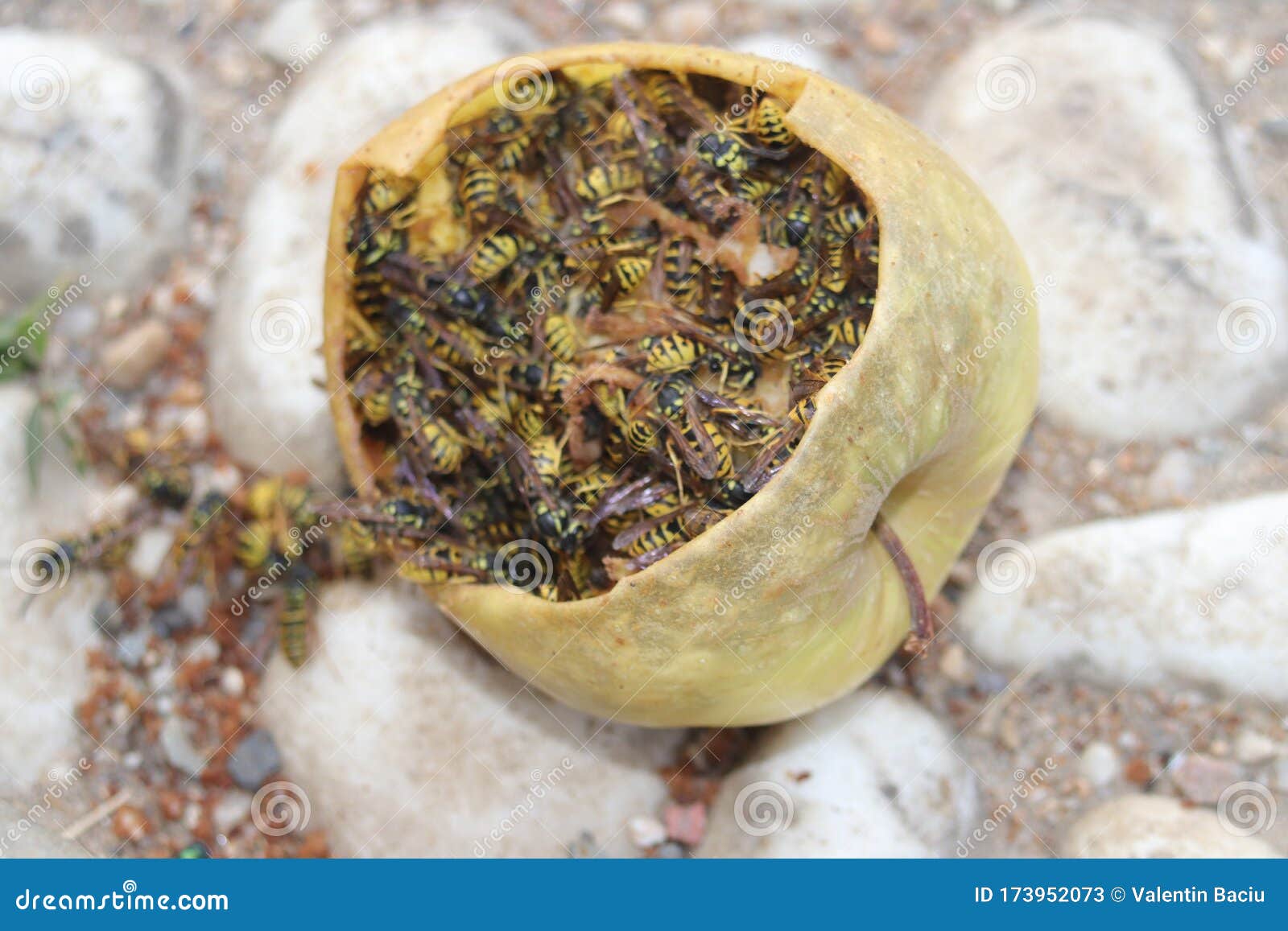 A Group of Bees Eat an Apple Stock Image - Image of apple, fruits ...