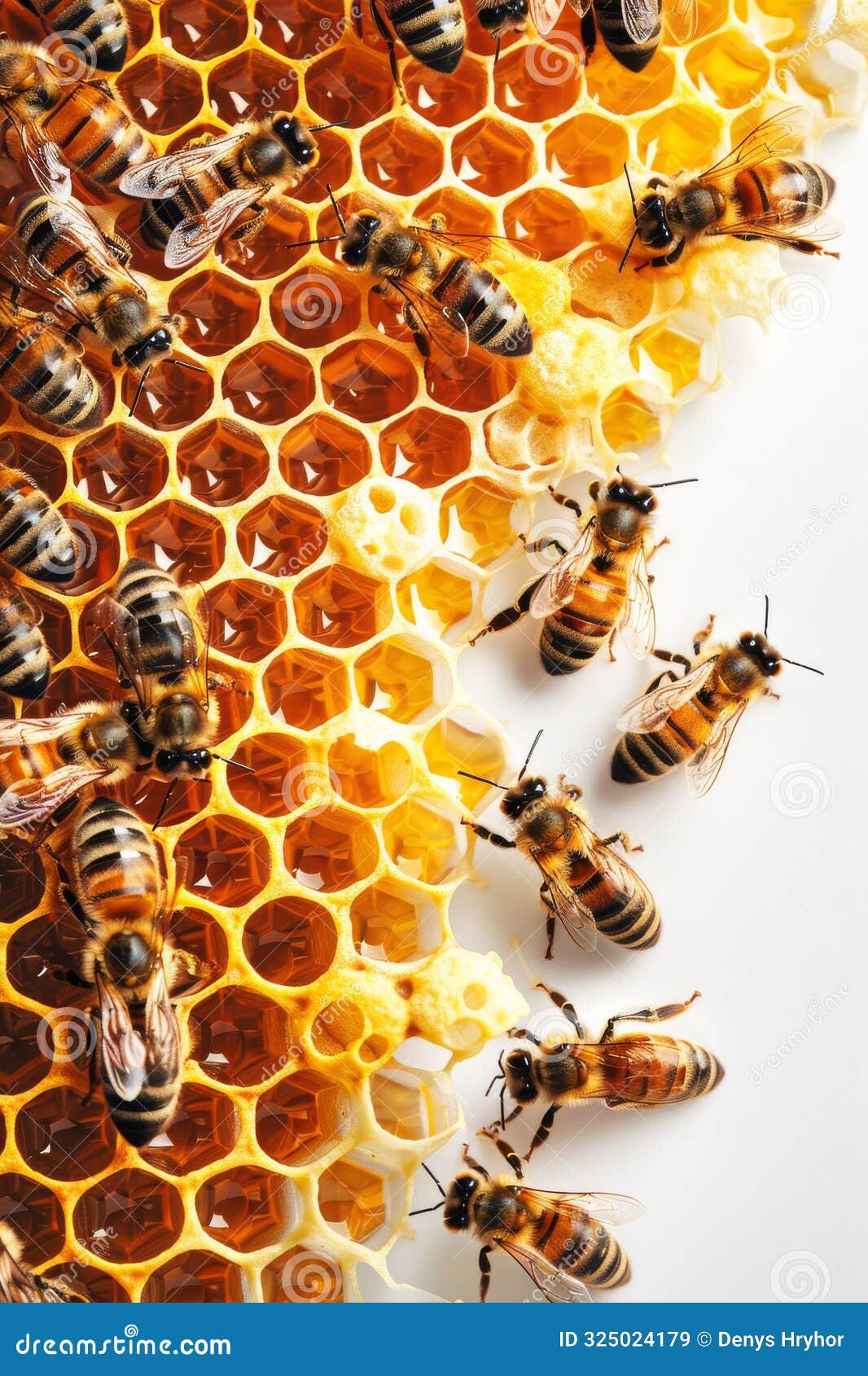 A Group of Bees Gathered on a Honeycomb, White Background Stock Image ...