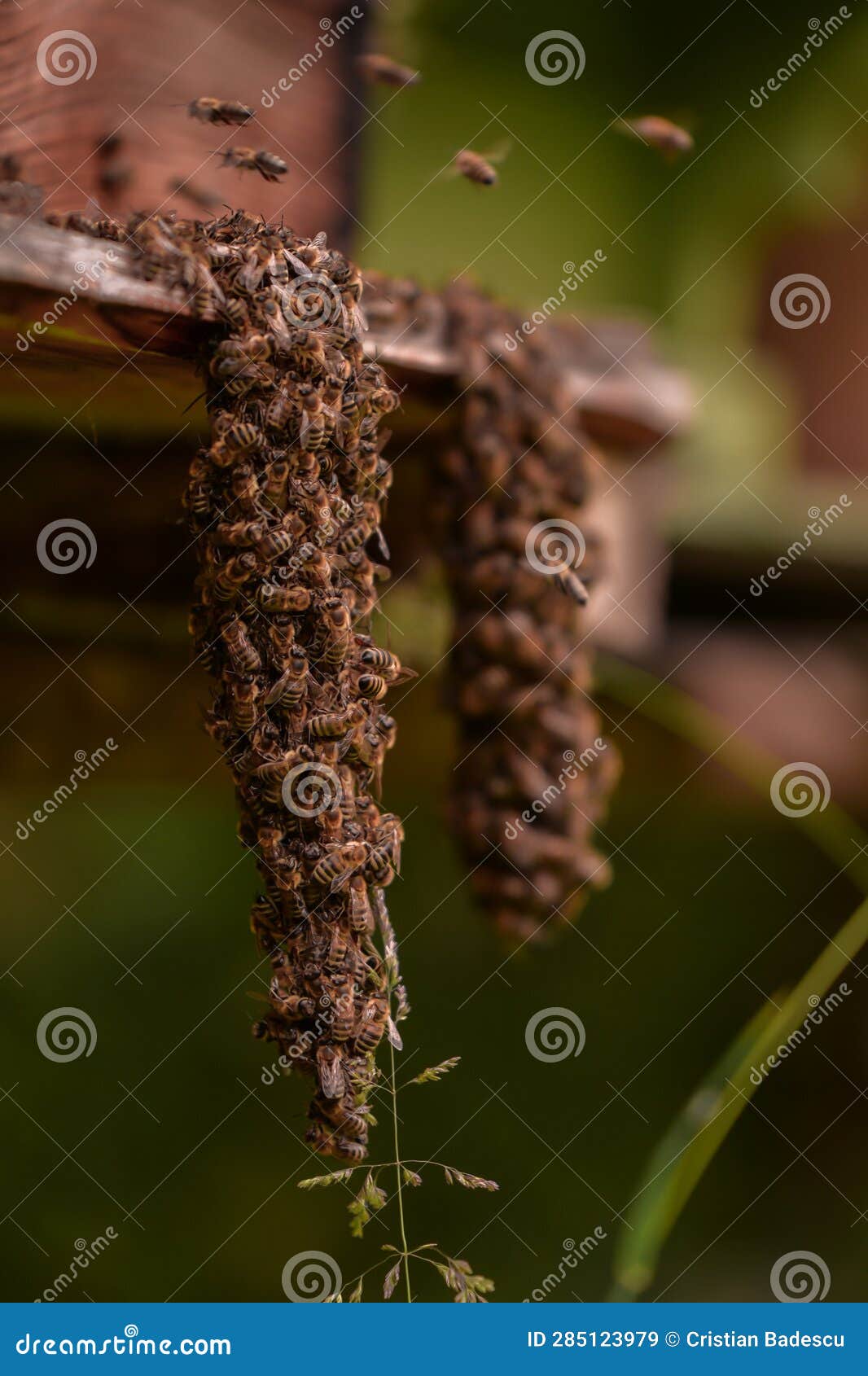 A Group of Bees Sitting in Front of the Hive. Domestic Insects Called ...
