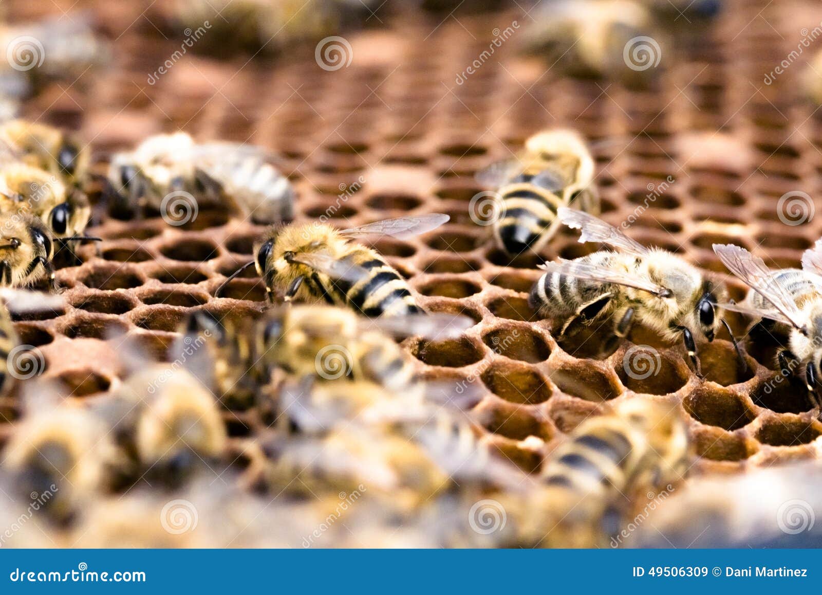 Group of bees stock image. Image of closeup, super, depth - 49506309