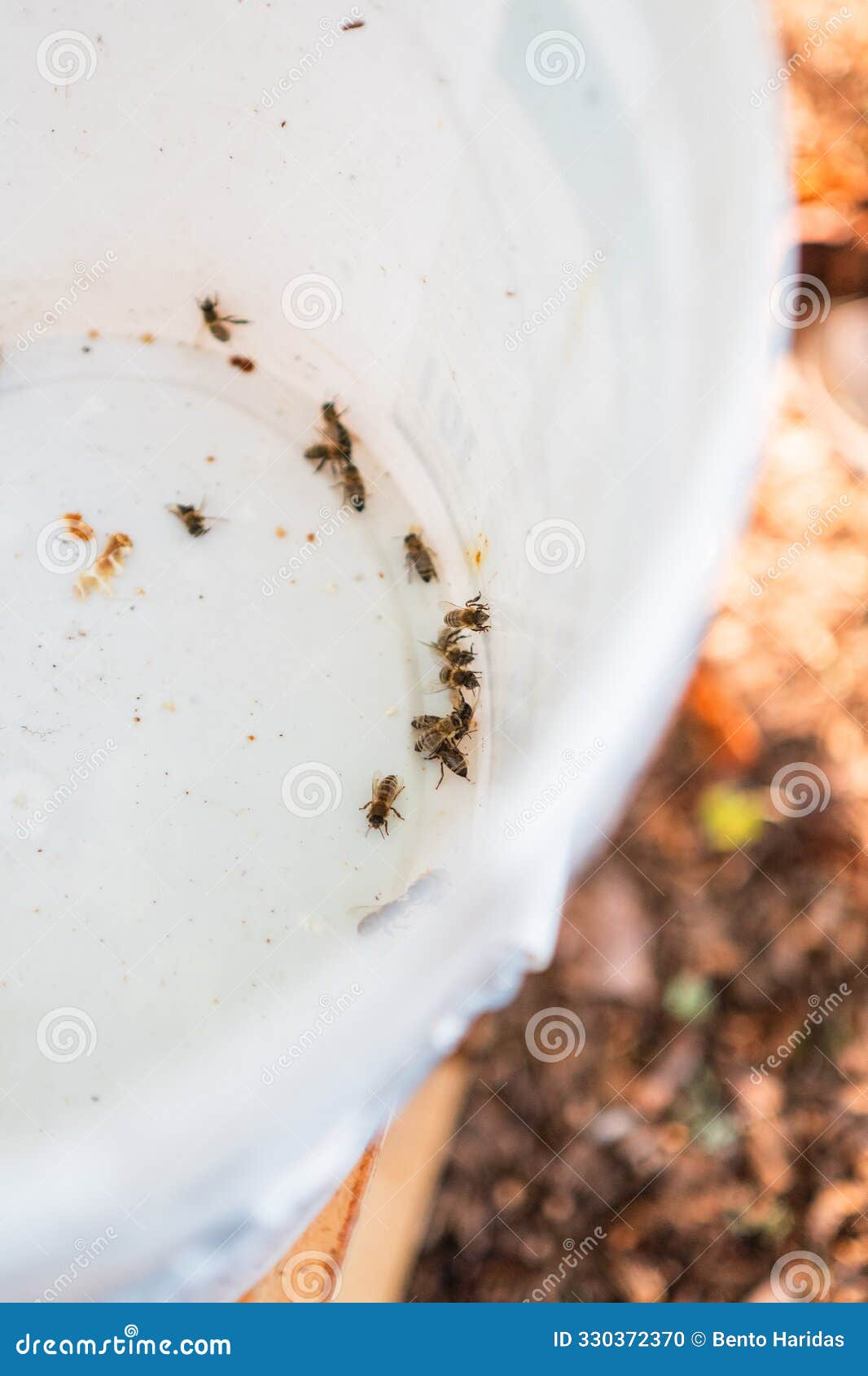Small Group of Bees in a White Bucket while Harvesting Honey Stock ...