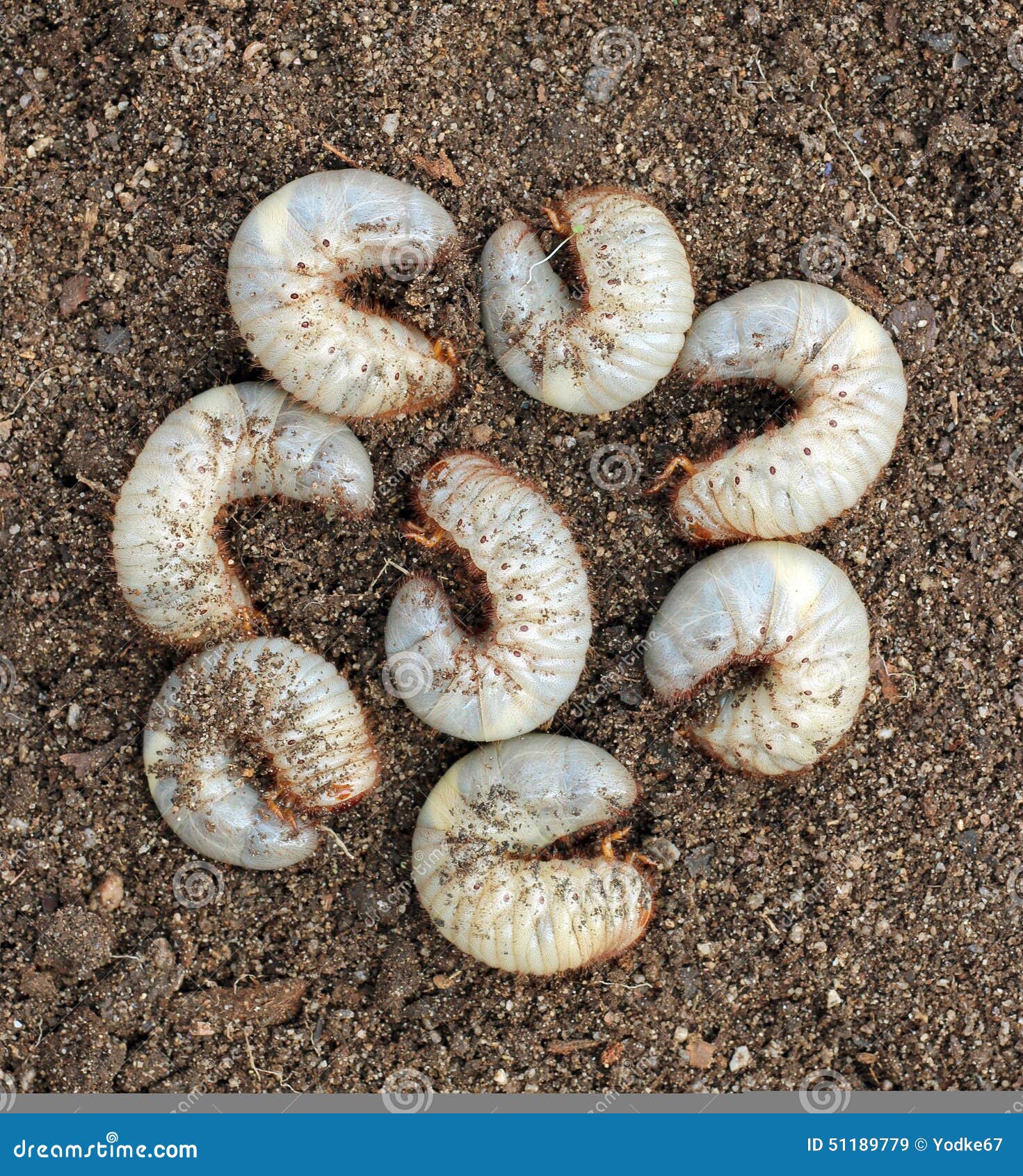 Group of beetle larvae stock image. Image of larvae, loathsome - 51189779