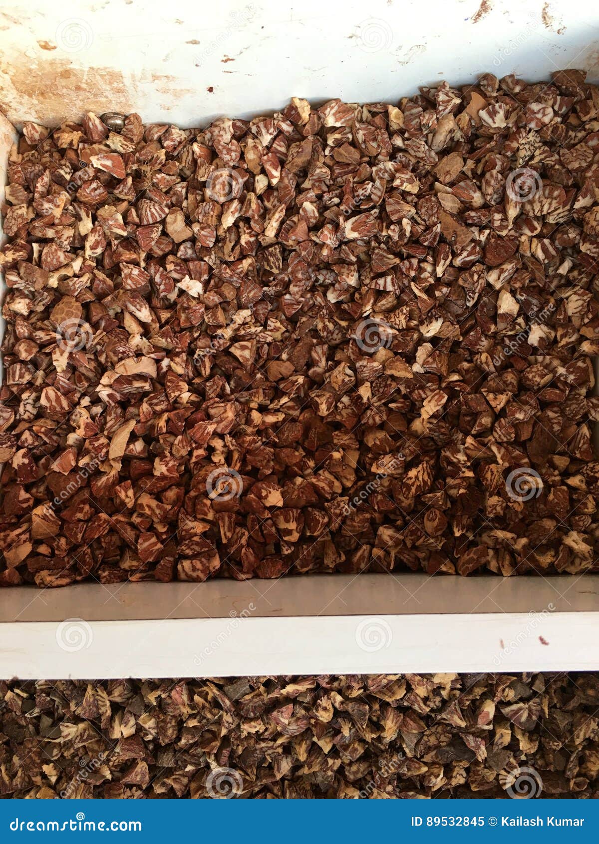 Group of Betel Nuts stock image. Image of areca, digestive - 89532845