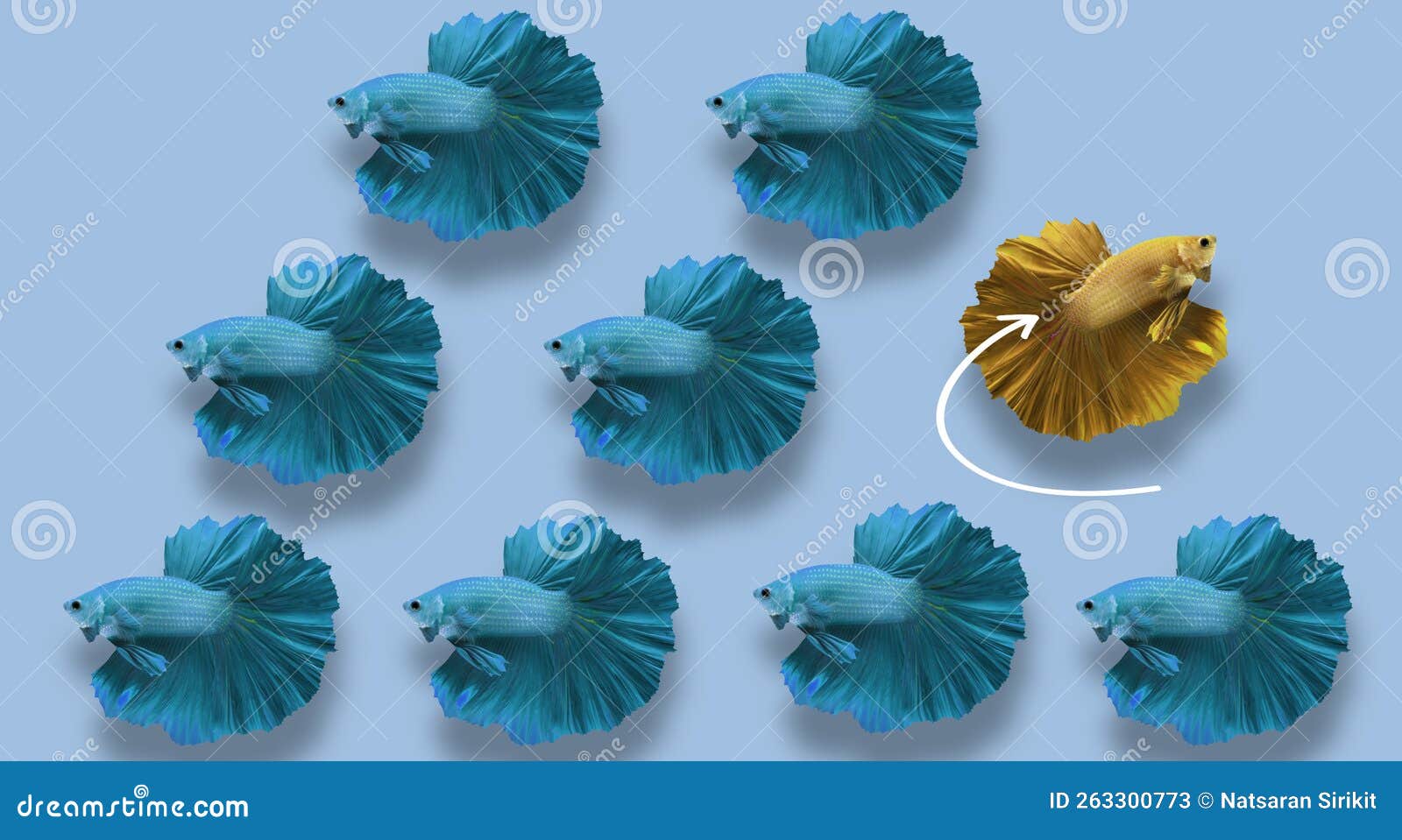 Group of Betta Fish in One Direction and with One Individual Pointing ...