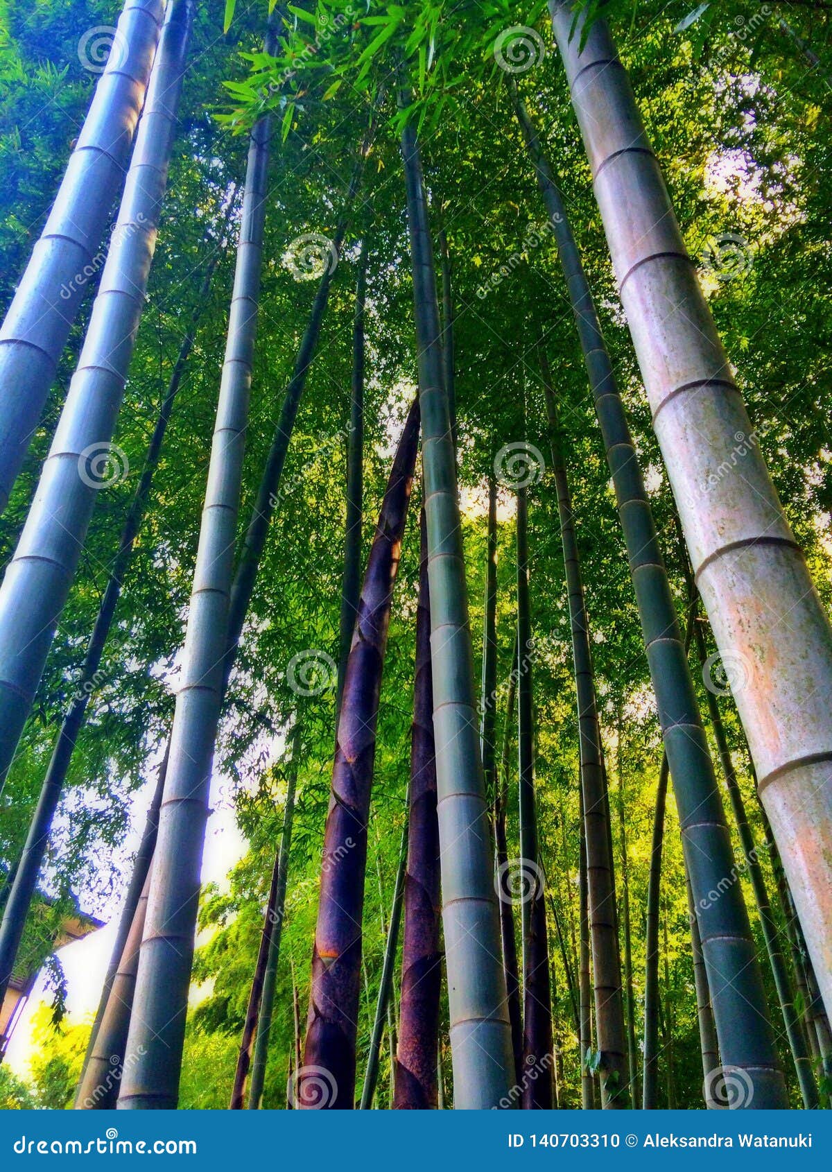 Bamboo Trees in Japanese Park Stock Photo - Image of japanese, bamboos ...