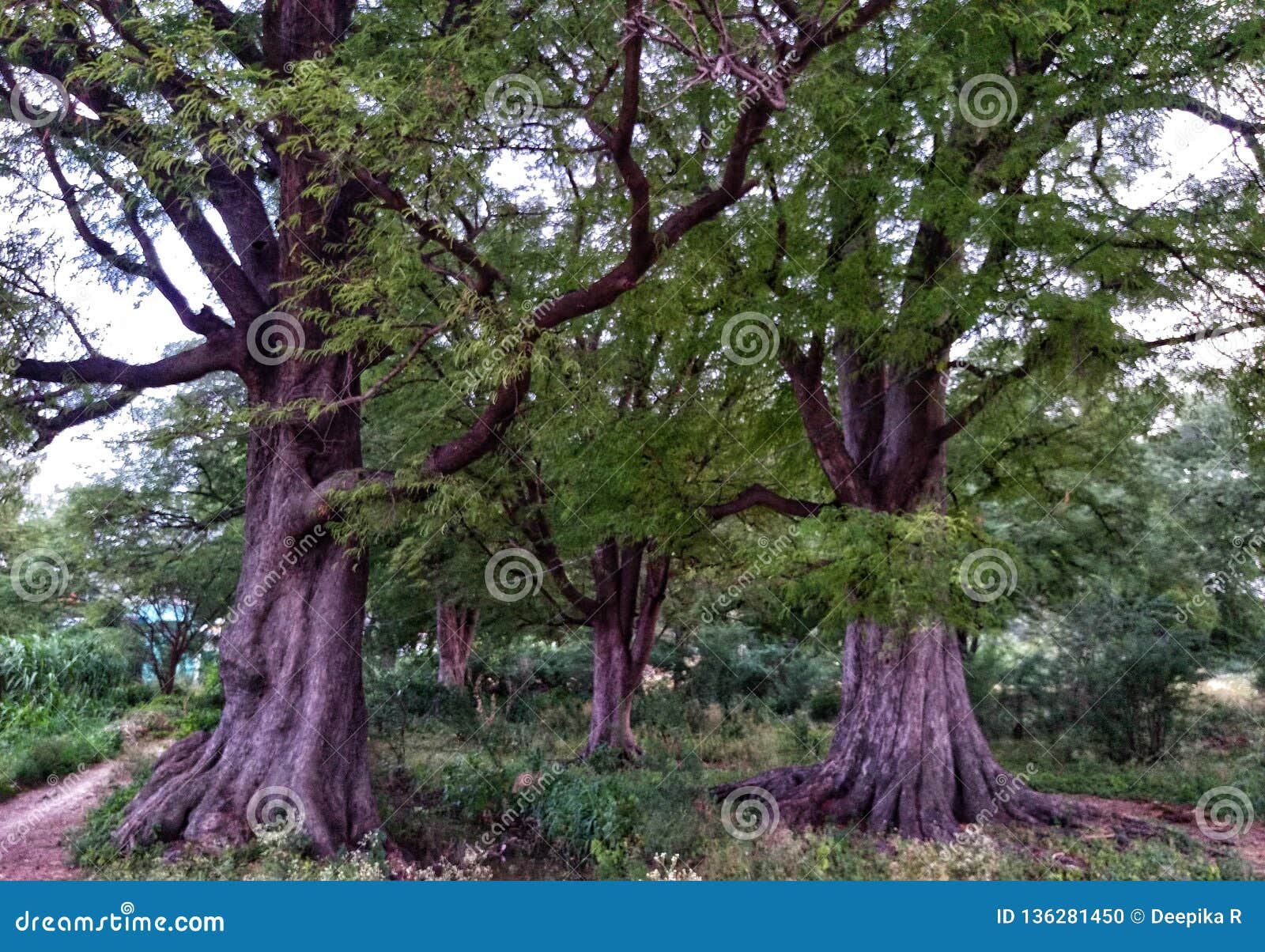 A group of big old trees stock photo. Image of stem - 136281450