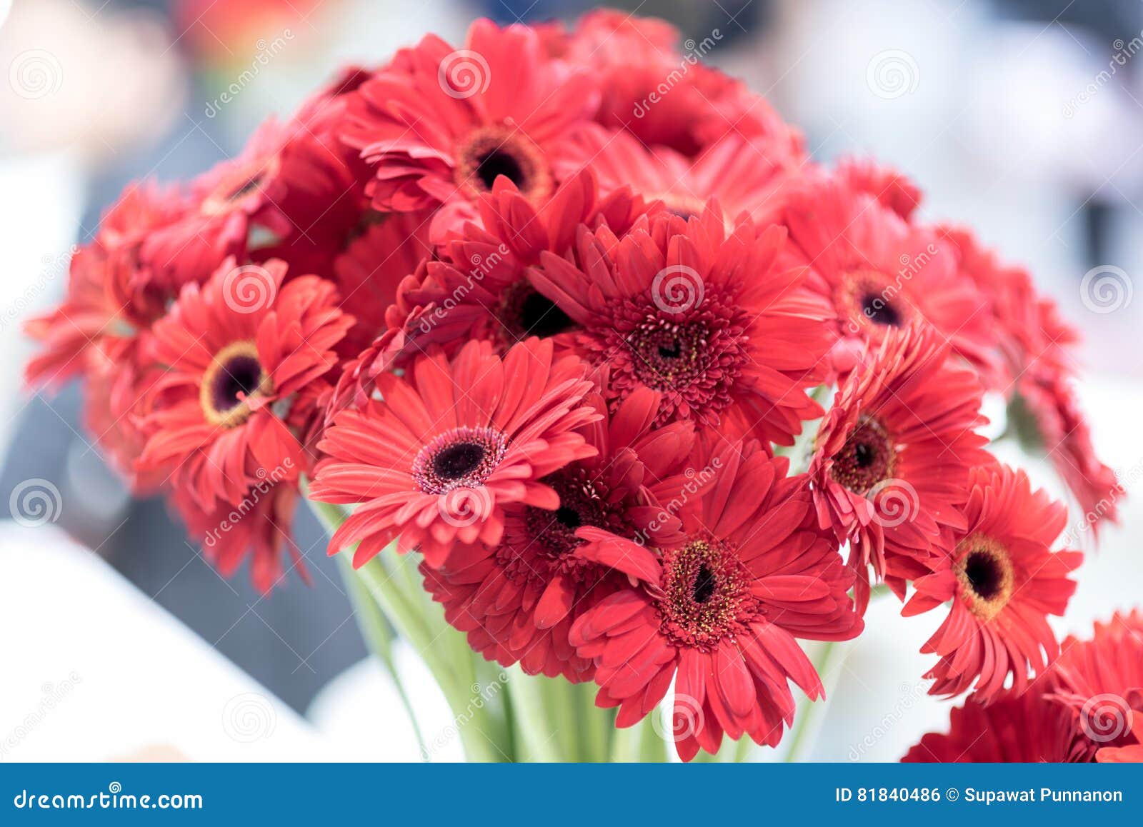 Group Big Red Gerberas Arrangement Stock Photos - Free & Royalty-Free ...