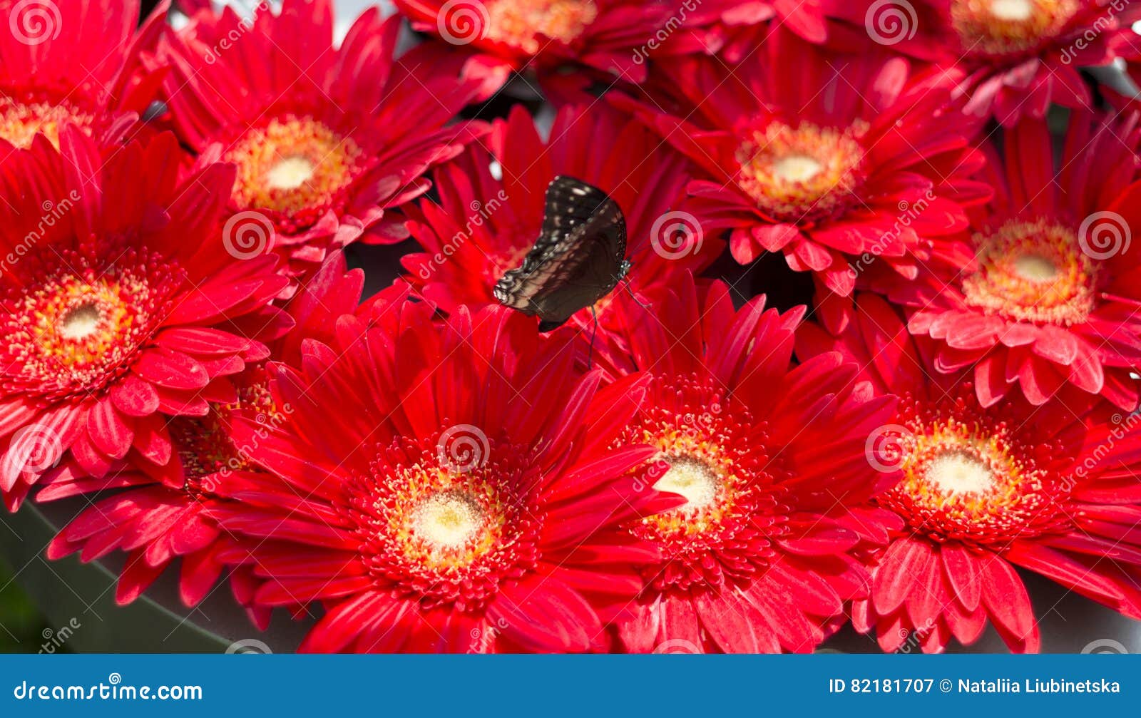 Group of Big Red Gerberas with Butterfly Stock Image - Image of closeup ...