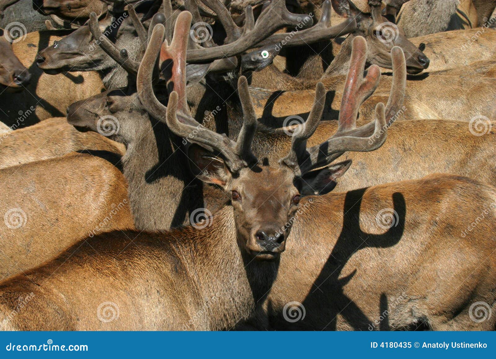 Group bighorn deer stock image. Image of curved, powerful - 4180435