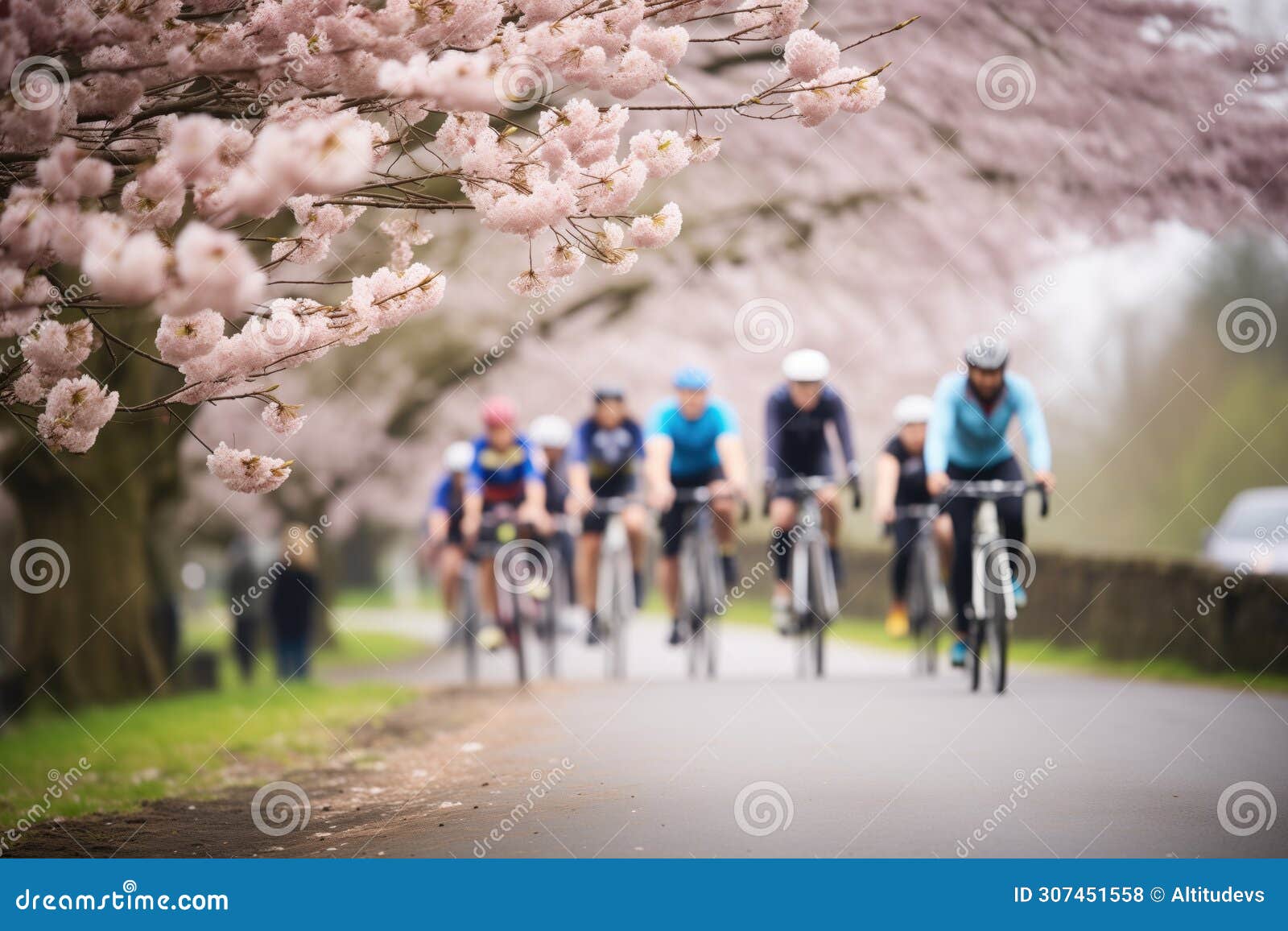 Group Bike Ride on a Path with Cherry Blossoms Stock Photo - Image of ...