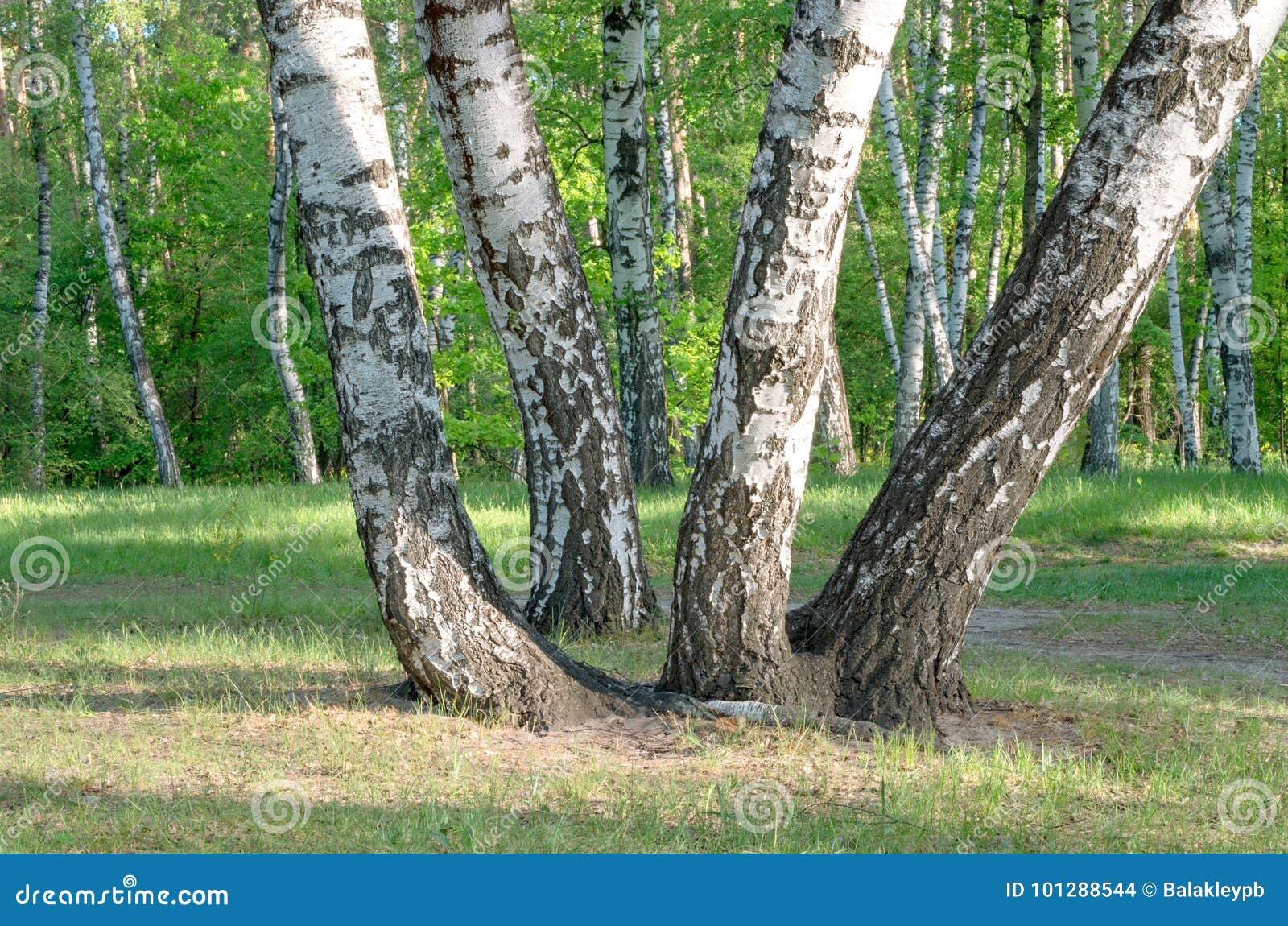 Group of Birch Trees, Trunks Stock Photo - Image of grass ...