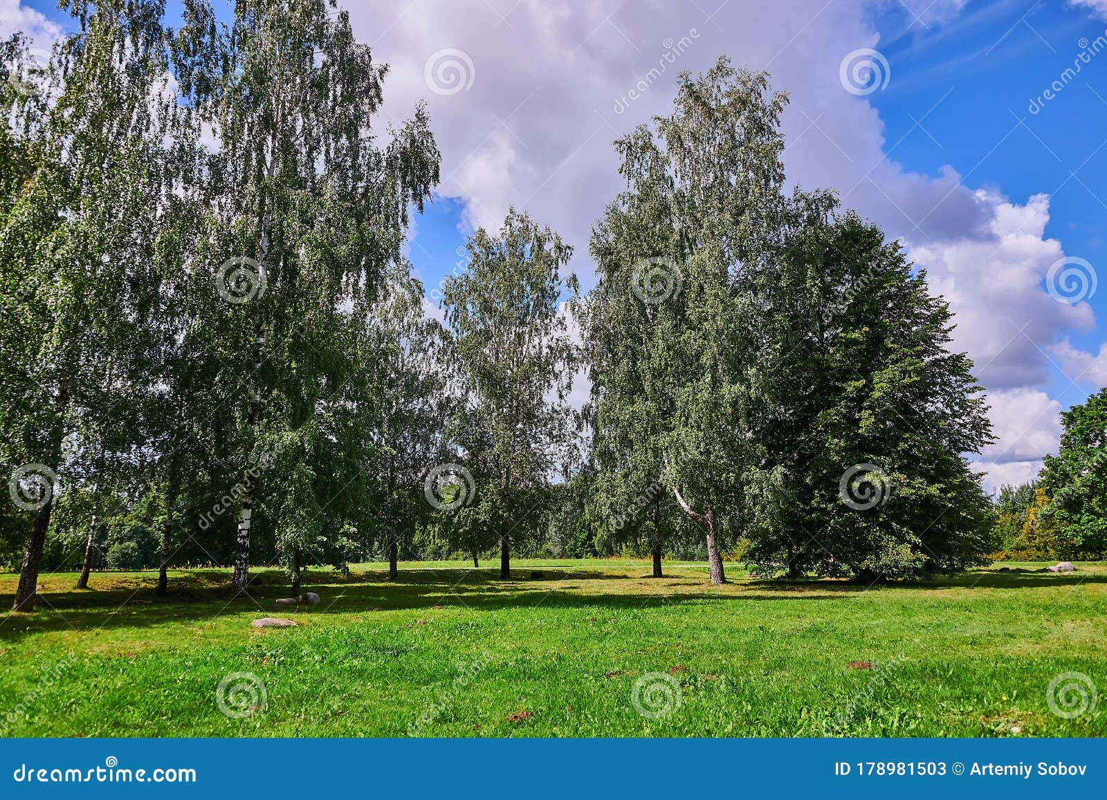 A Group of Birches in a Forest Clearing. Summer Forest Landscape with ...