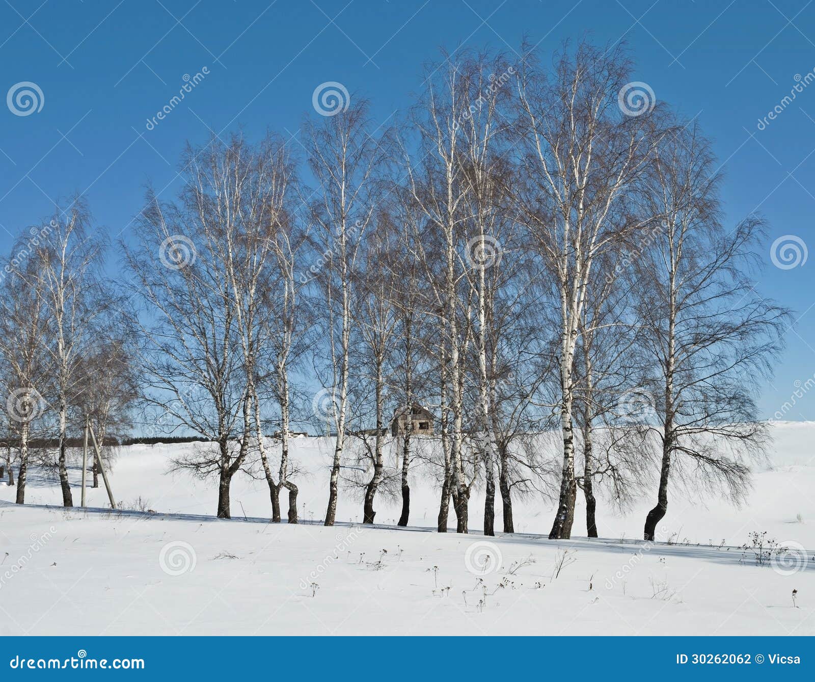 Bare Birches in Early Spring Stock Photo - Image of nature, branches ...