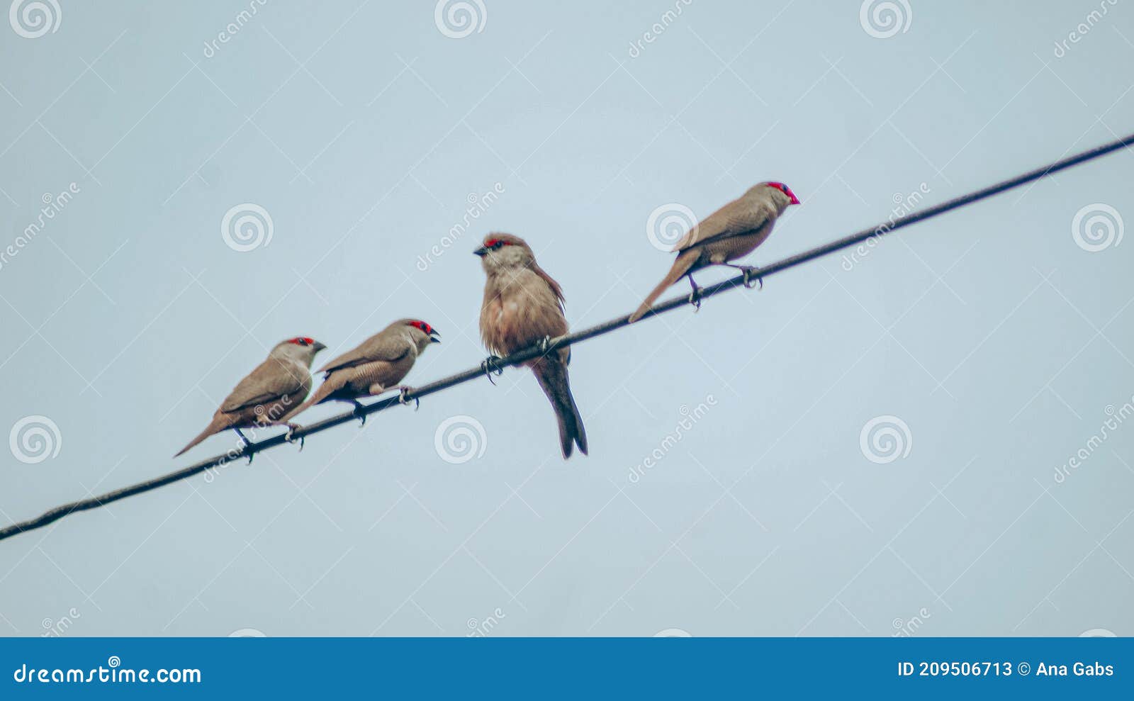 Group of birds stock image. Image of wing, branch, finch - 209506713