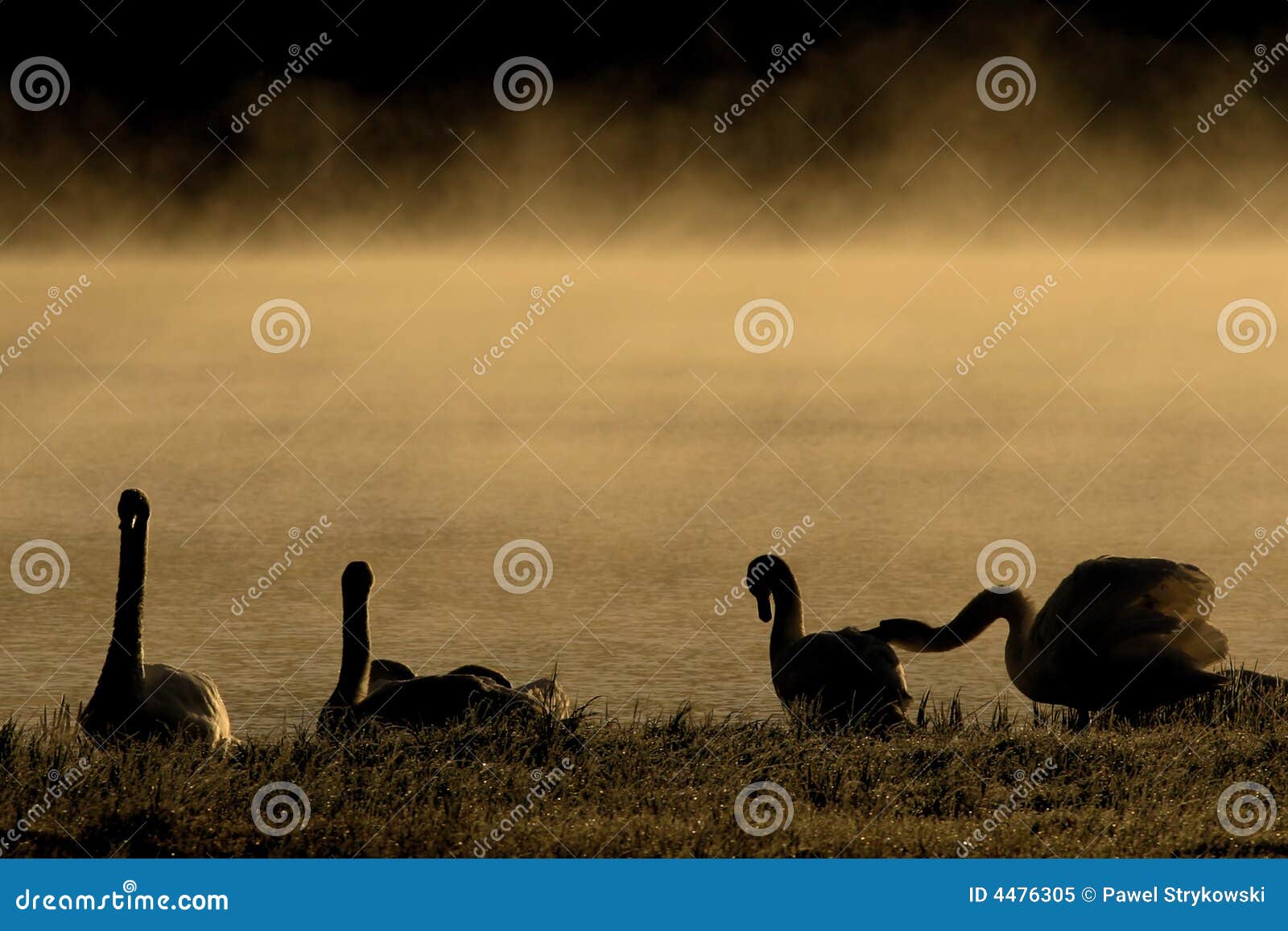 Group of birds stock image. Image of horizontal, morning - 4476305