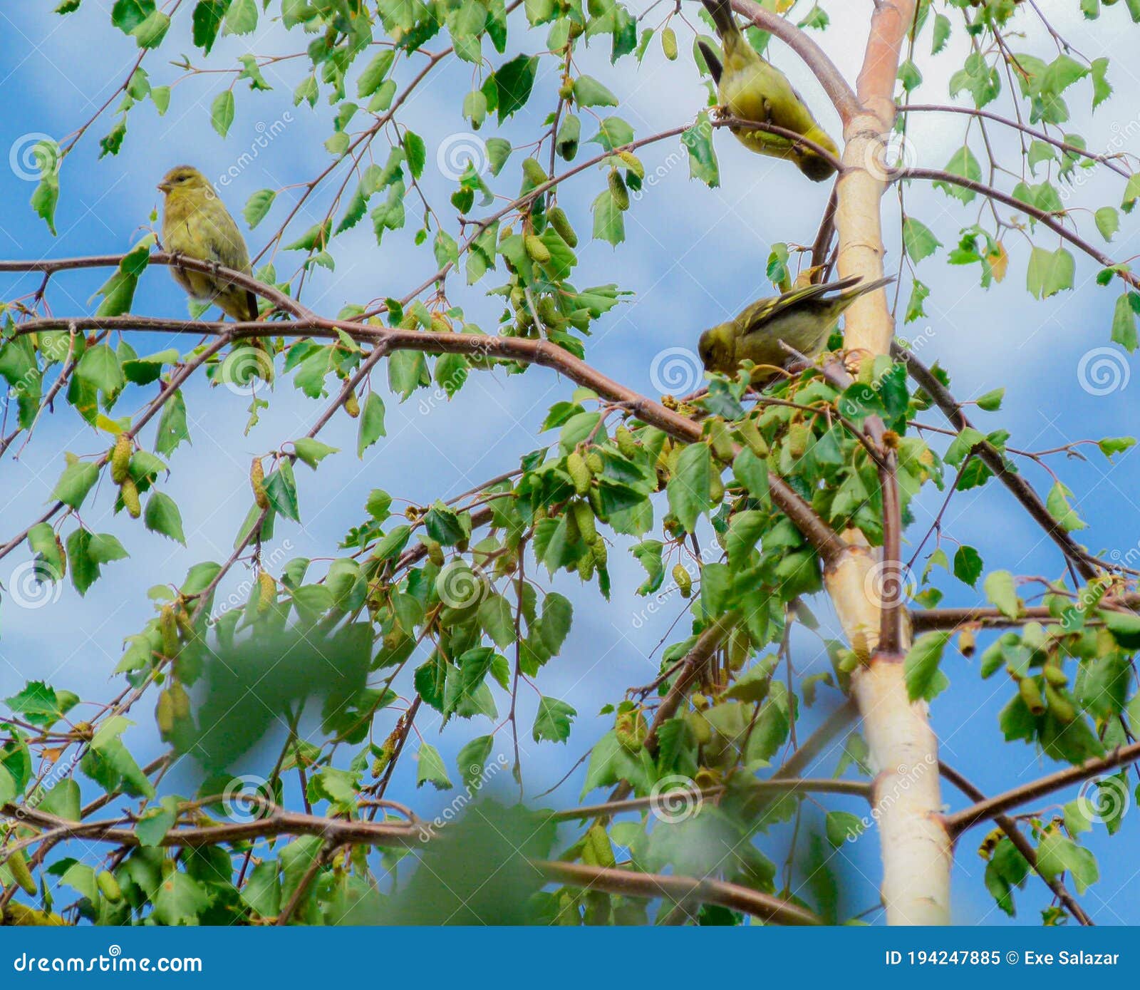 A group of birds eating stock image. Image of outdoor - 194247885