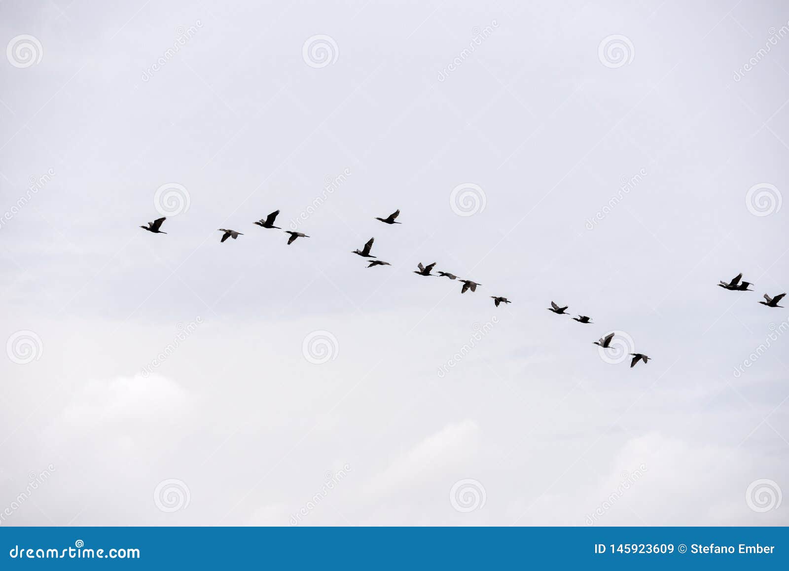 Group of Birds Flying at Atins, Brazil Stock Image - Image of brazil ...