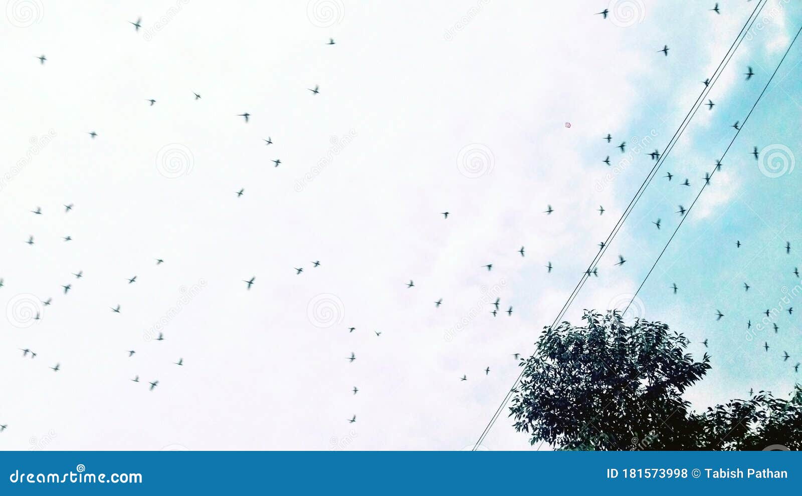 Group of Birds Flying Away stock photo. Image of animals - 181573998