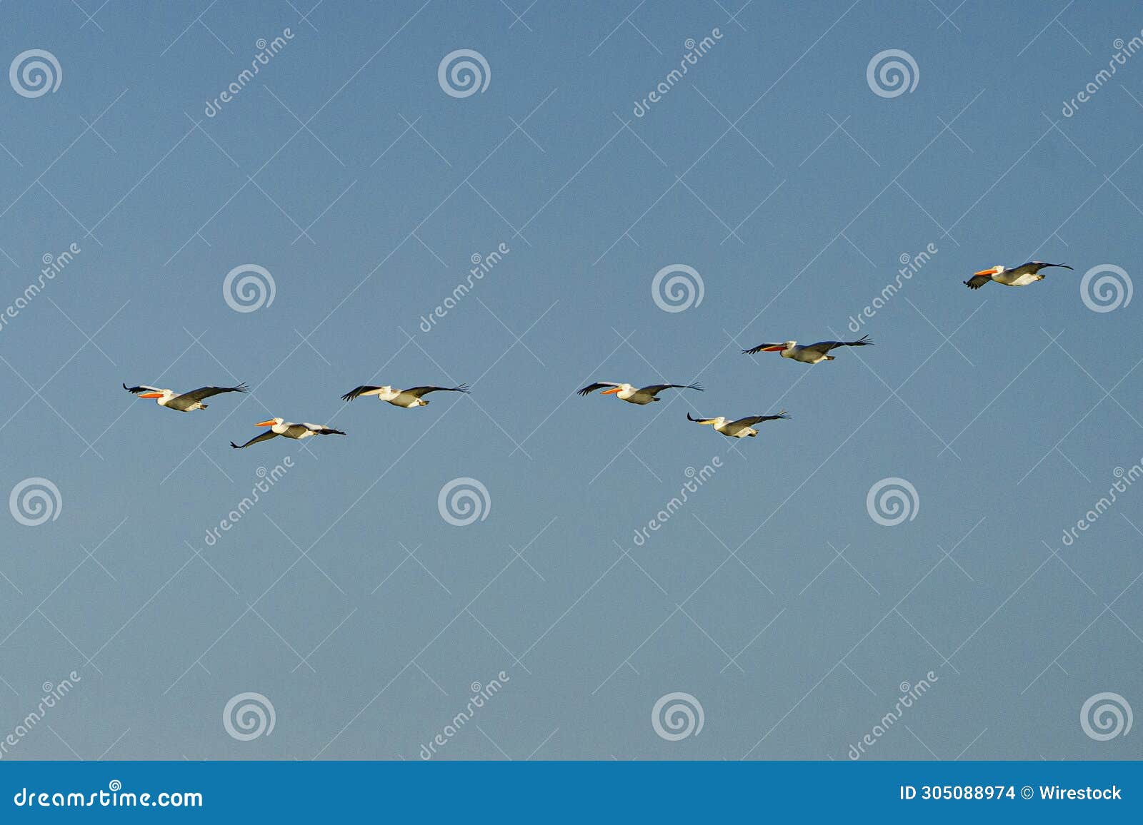 Group of Birds Flying in Clear Blue Sky Stock Photo - Image of geese ...