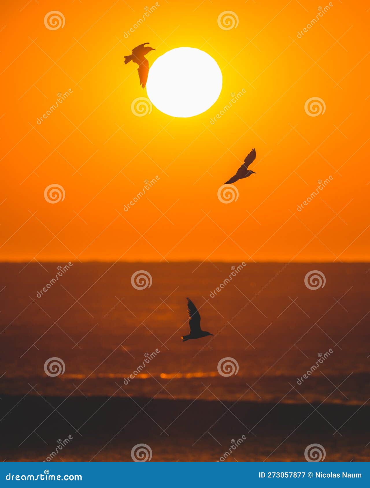 A Group of Birds Flying in Front of a Sunset on the Ocean Stock Image ...
