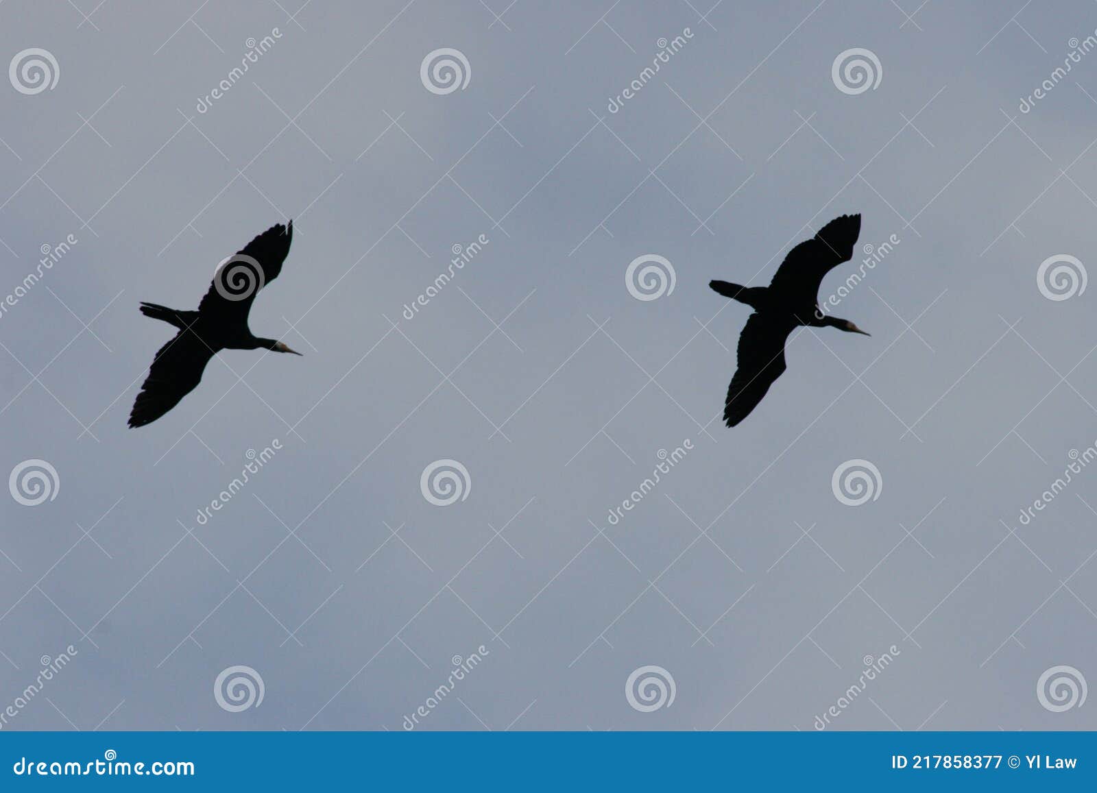 The Group Birds Flying in the Gray Sky Stock Image - Image of ...