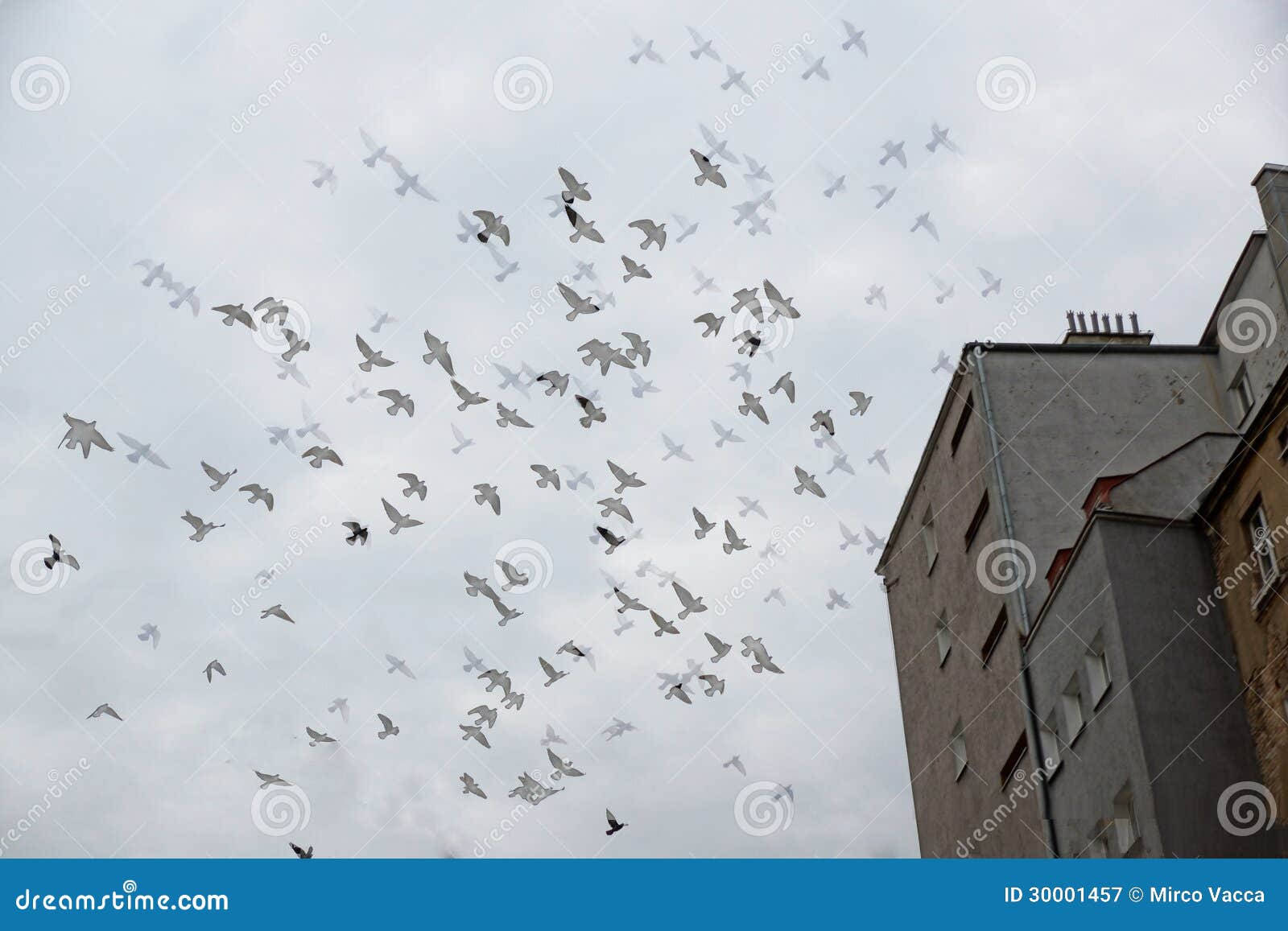 Flying birds stock image. Image of outdoor, birds, nature - 30001457