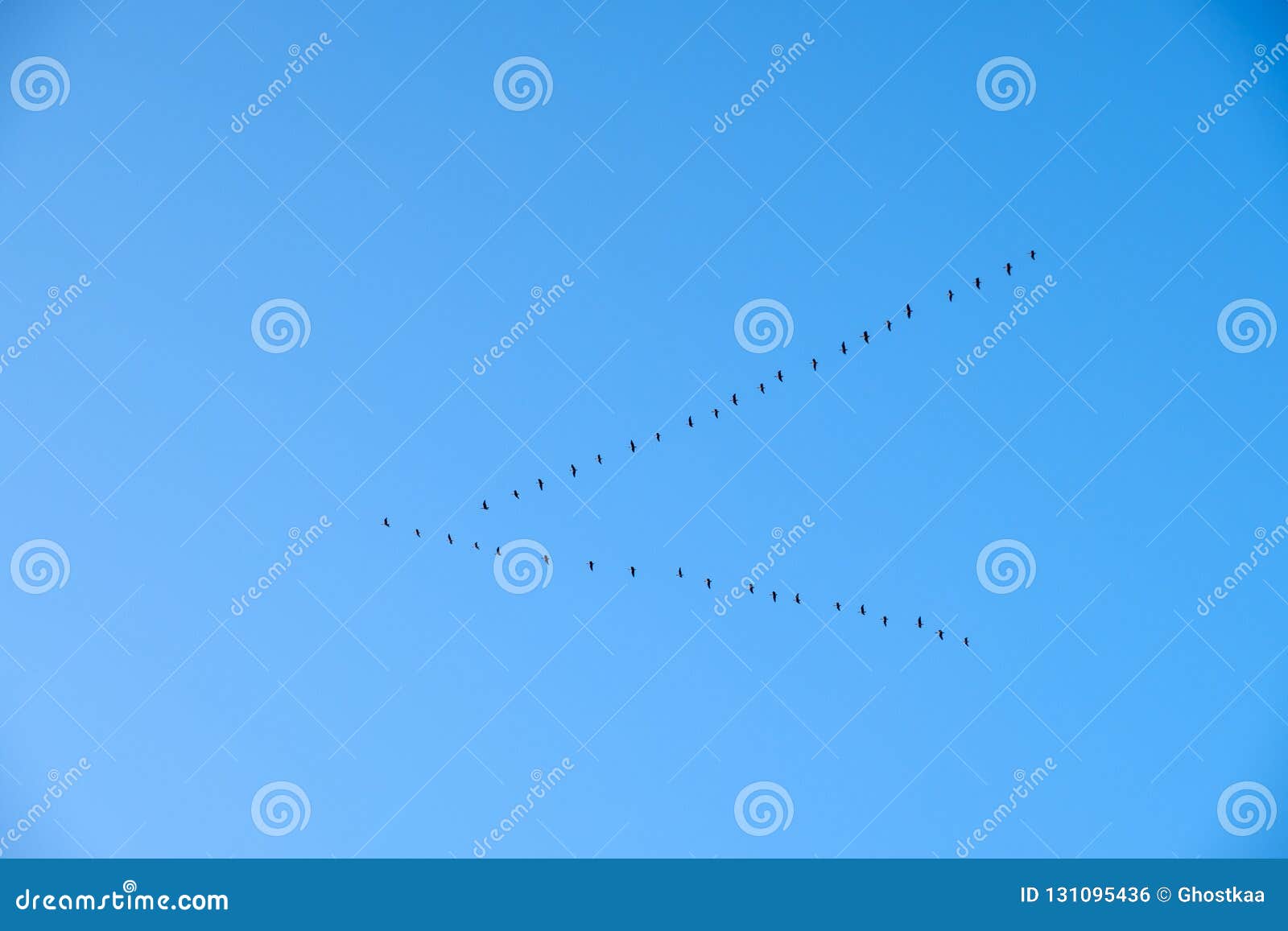 Group of Birds Flying in the Shape of a Triangle on a Dark Blue Stock ...