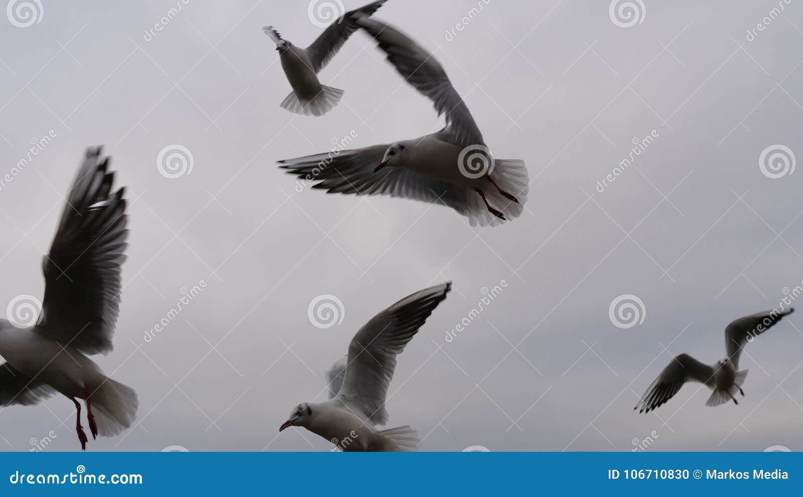 Beautiful birds flying 3 stock photo. Image of beautiful - 106710830