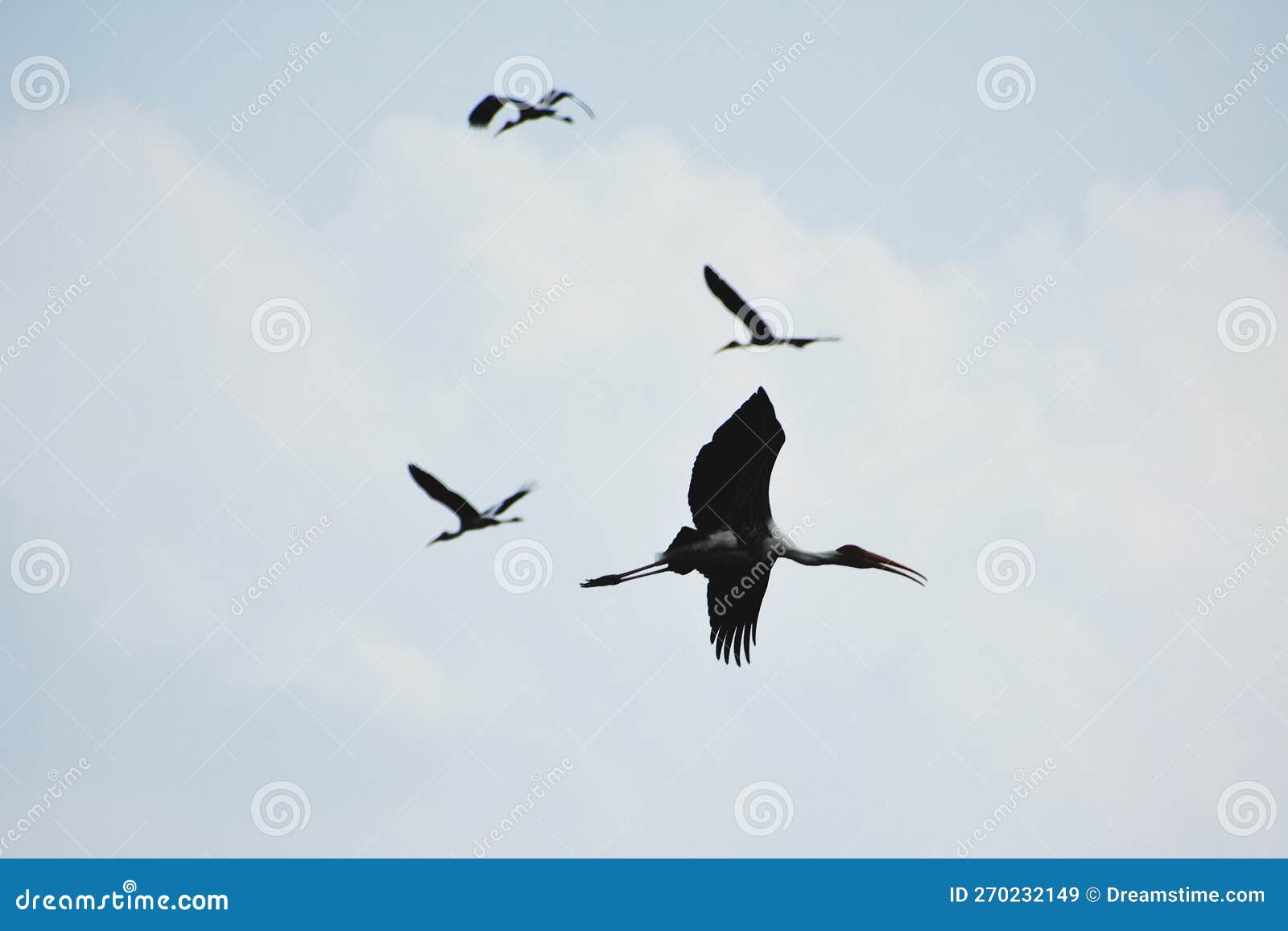 Group of Birds is Flying in the Sky. Stock Image - Image of flock ...