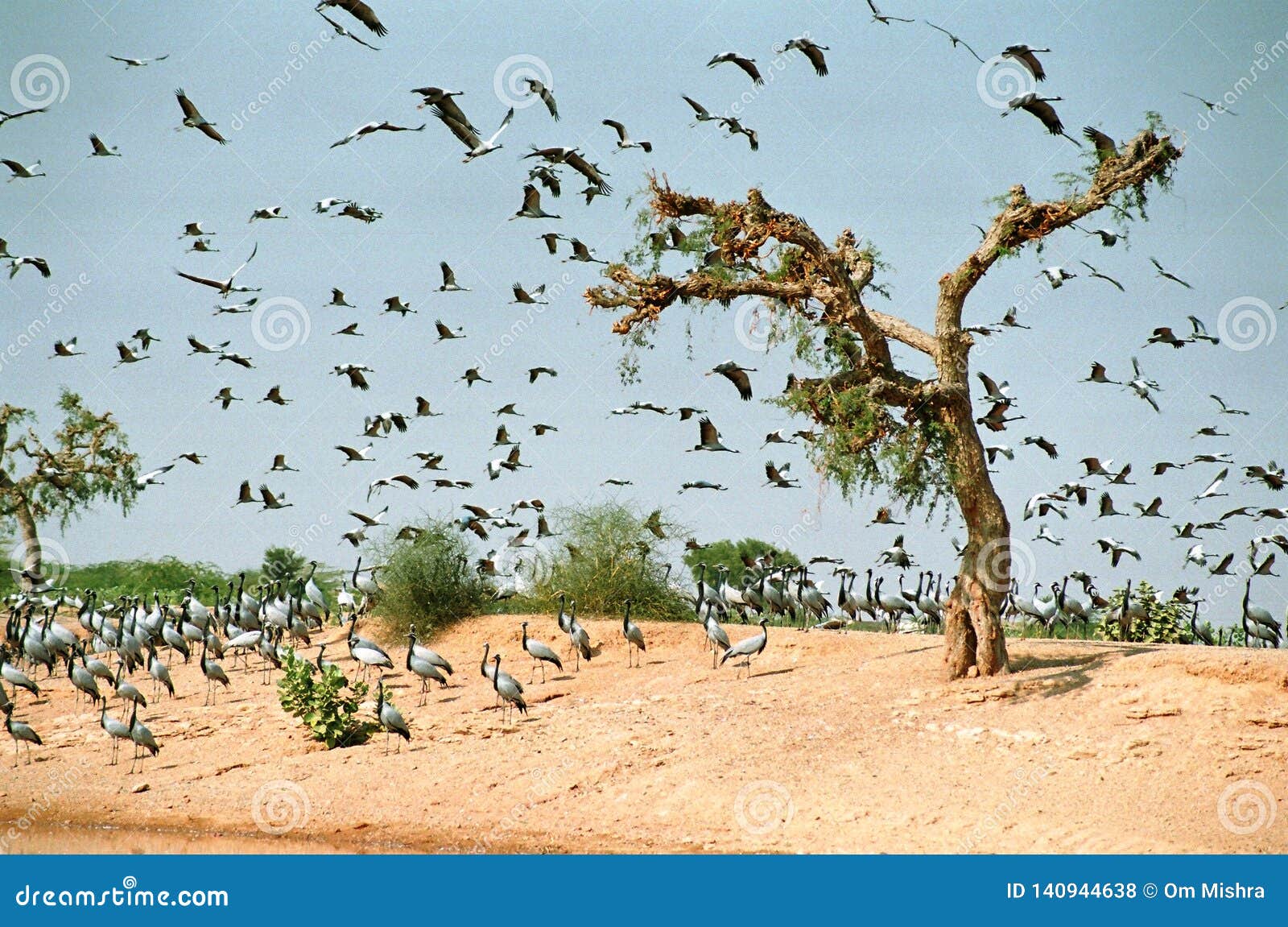 A Group of Birds Flying from the Tree, Dragging, Phalodi, Rajasthan ...