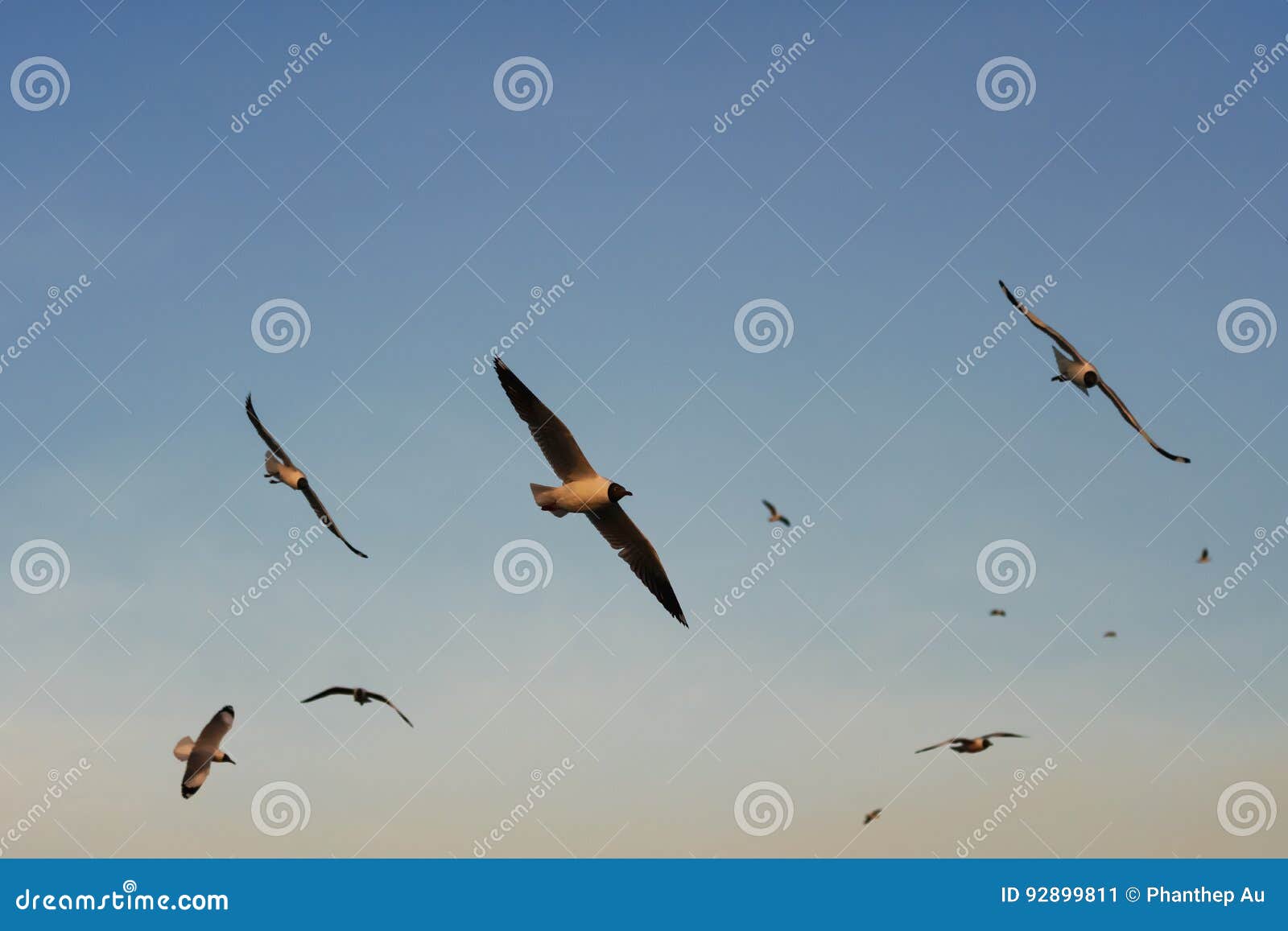 Group of Birds Gliding at Sunset Stock Image - Image of inspiration ...