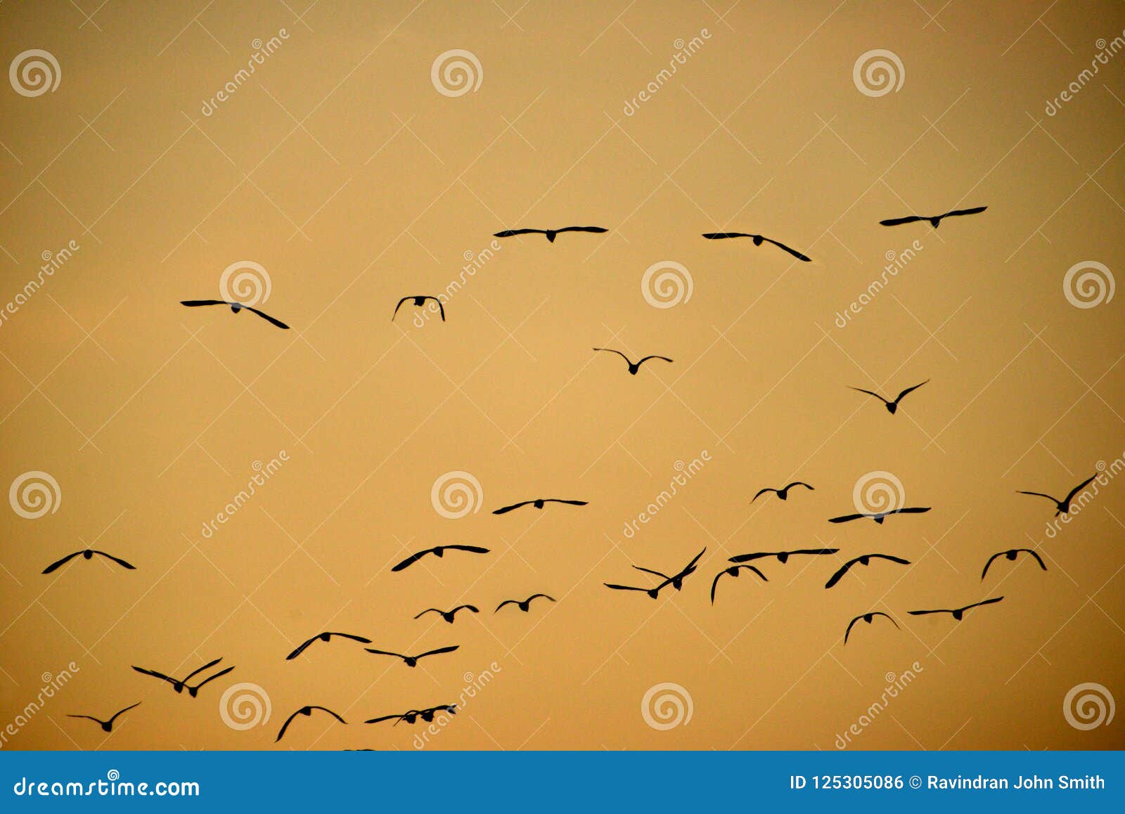 Group Of Birds Royalty-Free Stock Image | CartoonDealer.com #134252302