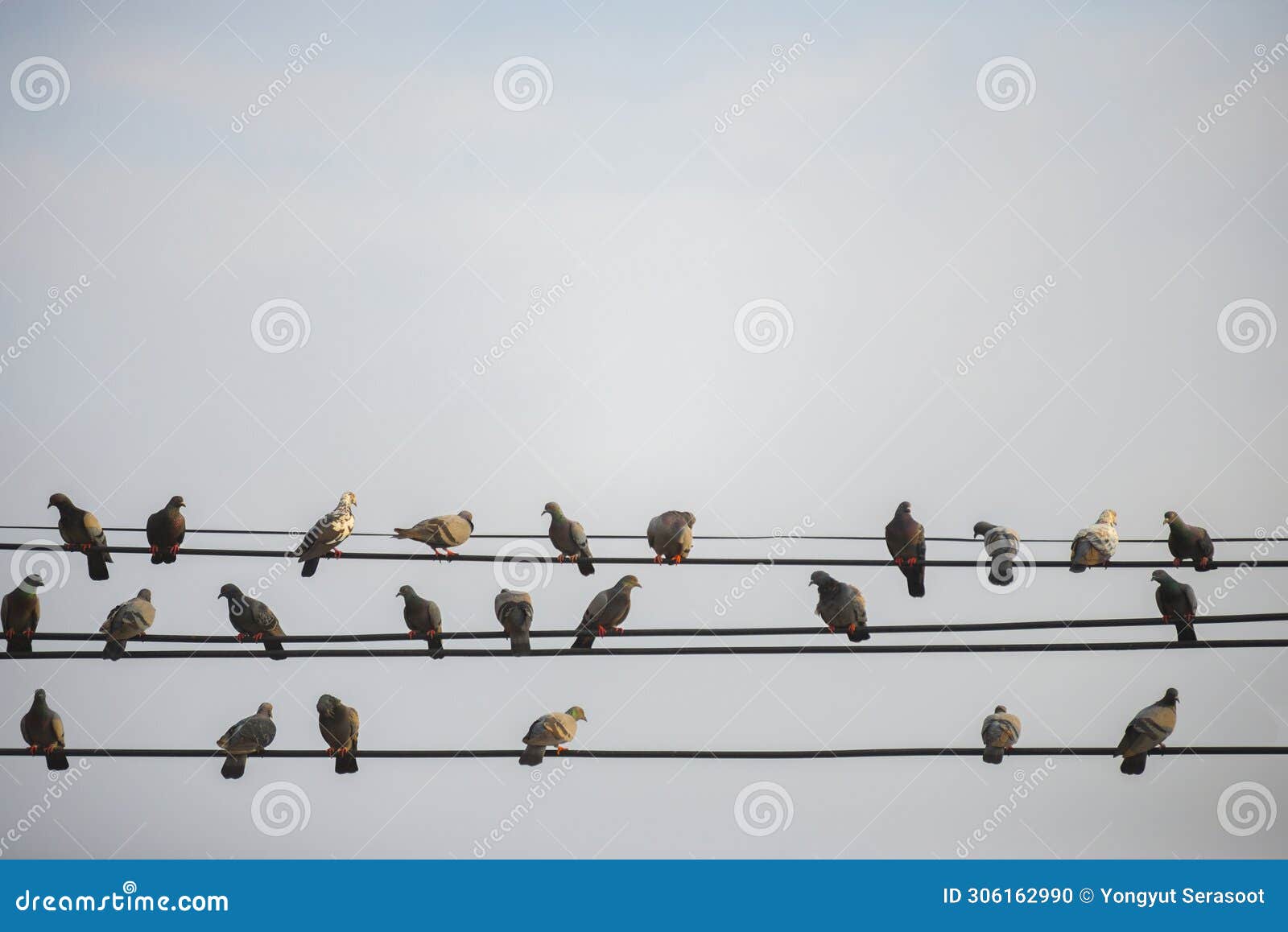 Group of Birds on the High Voltage Cable Stock Photo - Image of join ...