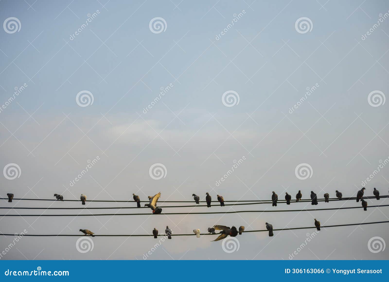 Group of Birds on the High Voltage Cable Stock Photo - Image of cable ...