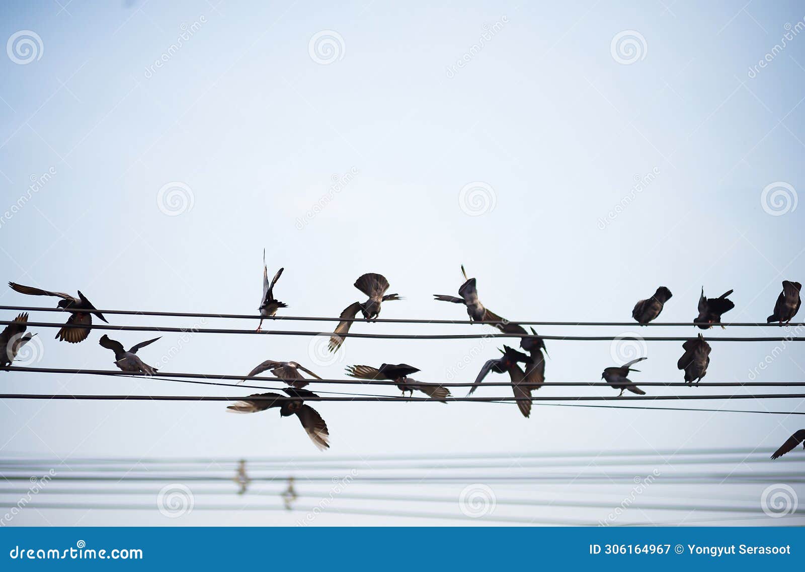 Group of Birds on the High Voltage Cable Stock Image - Image of crowd ...