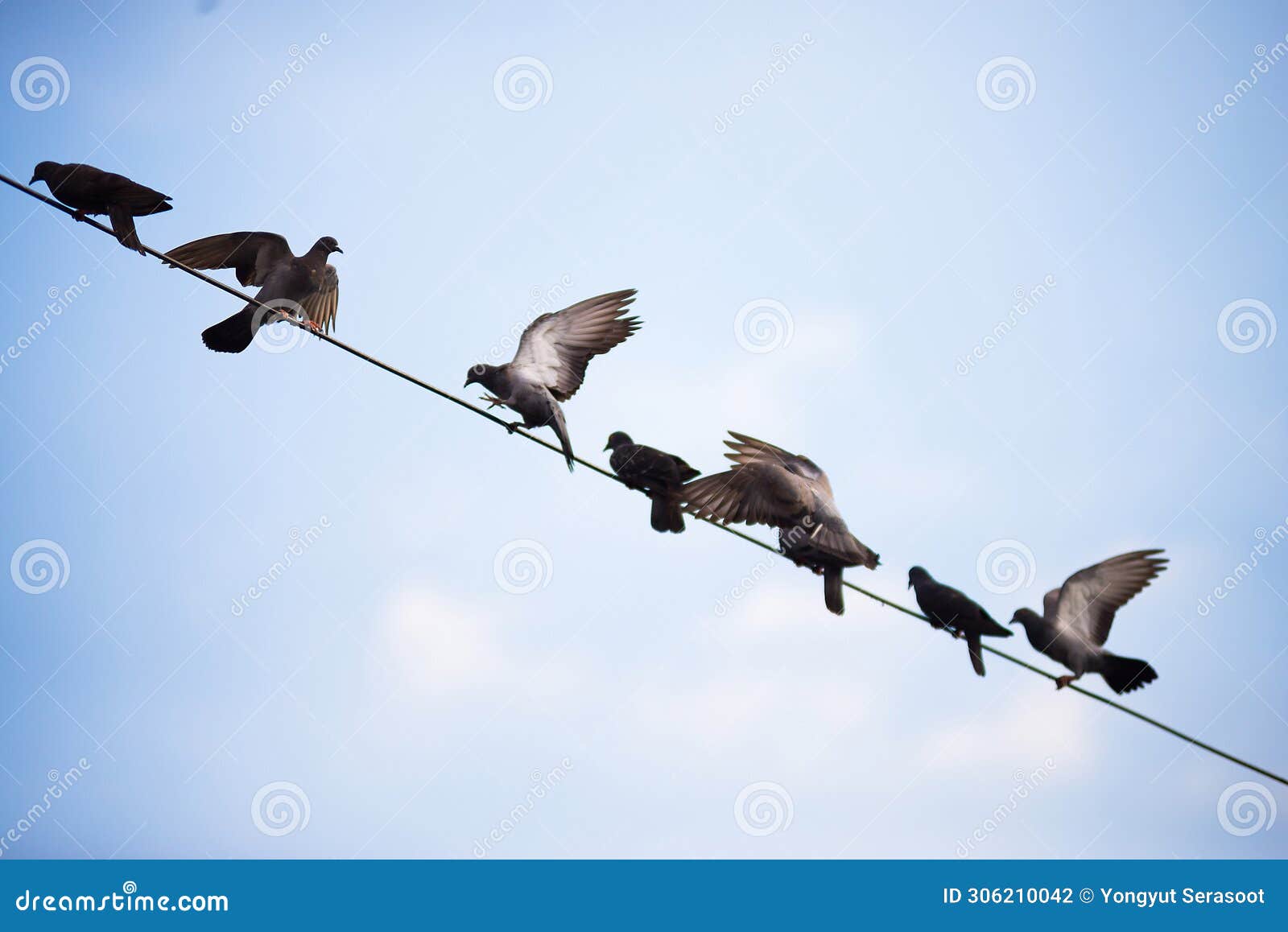 Group of Birds on the High Voltage Cable Stock Photo - Image of crowd ...