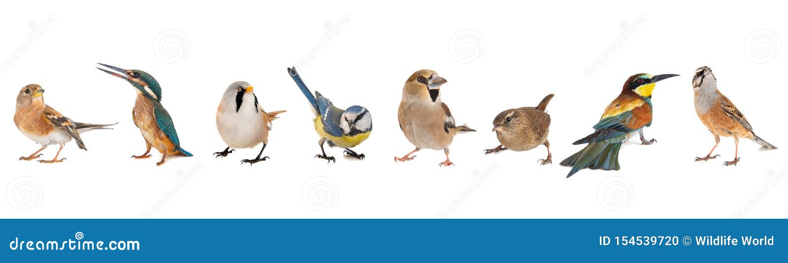 Group Of Birds Royalty-Free Stock Image | CartoonDealer.com #134252302