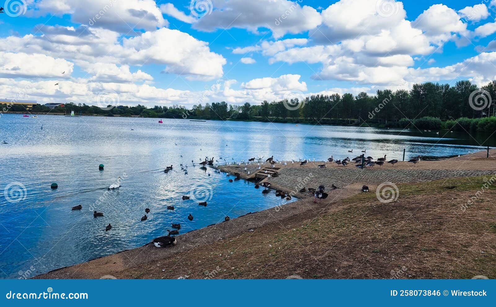 Group of Birds on a Lakeside Stock Photo - Image of outdoors, water ...