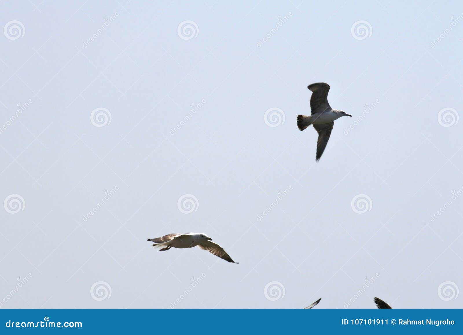 Group of Birds stock image. Image of flmasjid, floating - 107101911