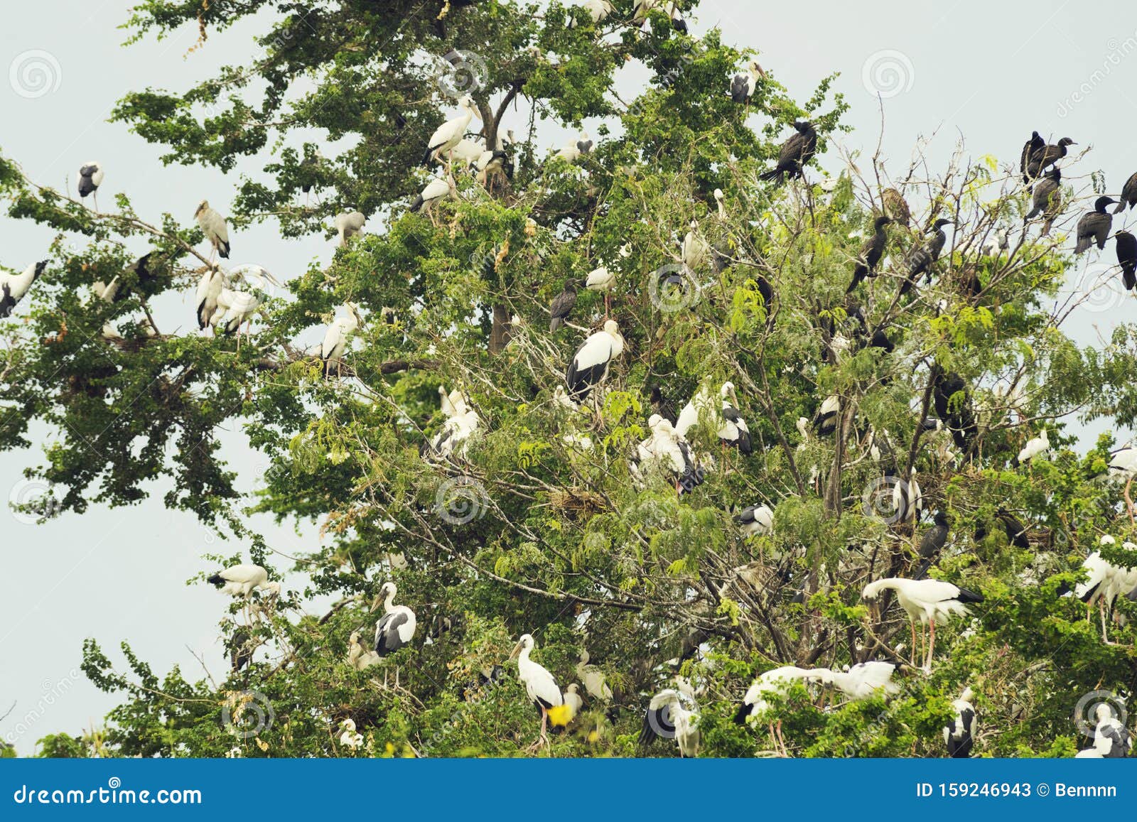 Group of Birds Nesting on Top of the Tree in Bueng Boraphet Lake in ...