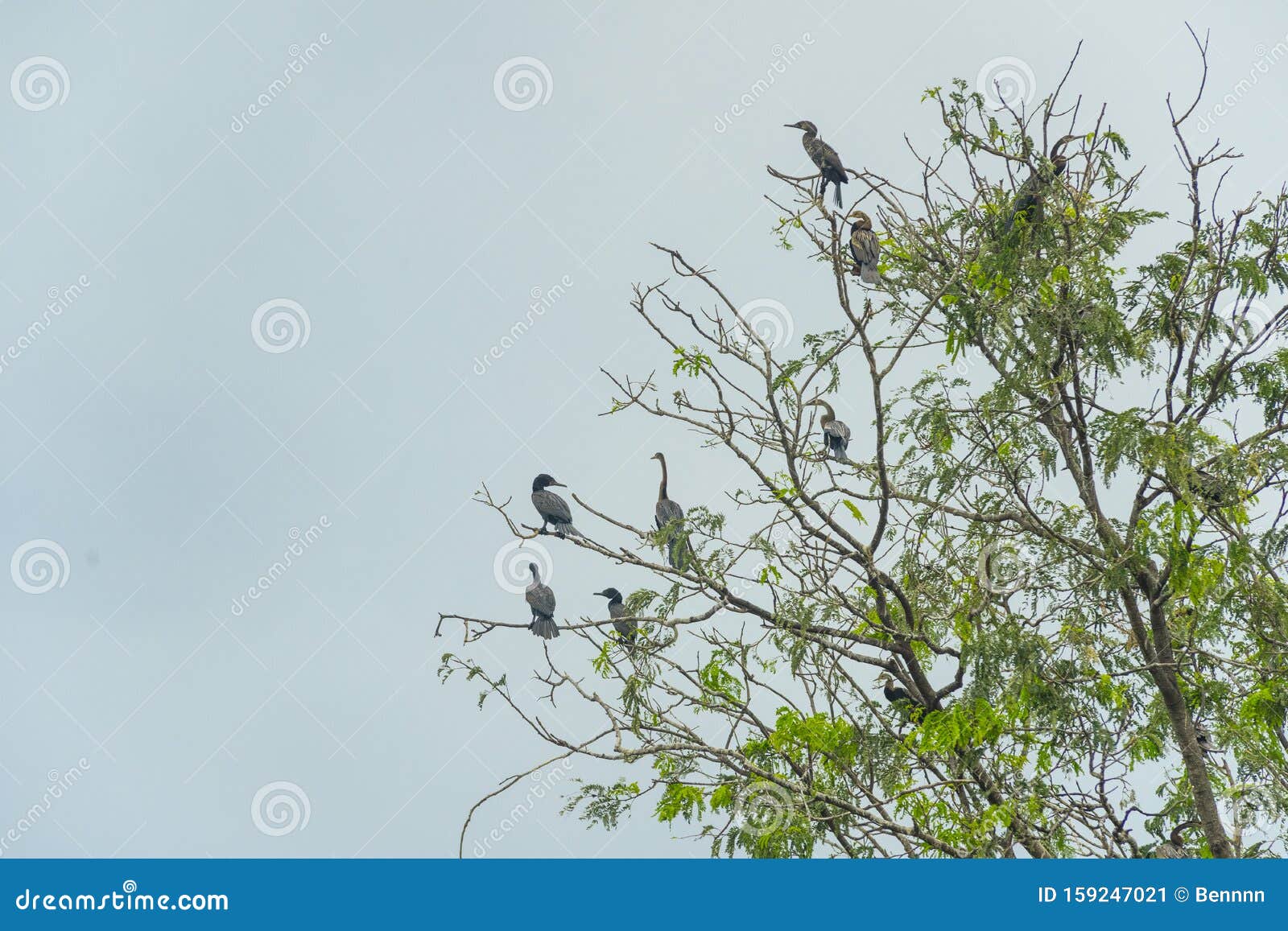 Group of Birds Nesting on Top of the Tree in Bueng Boraphet Lake in ...