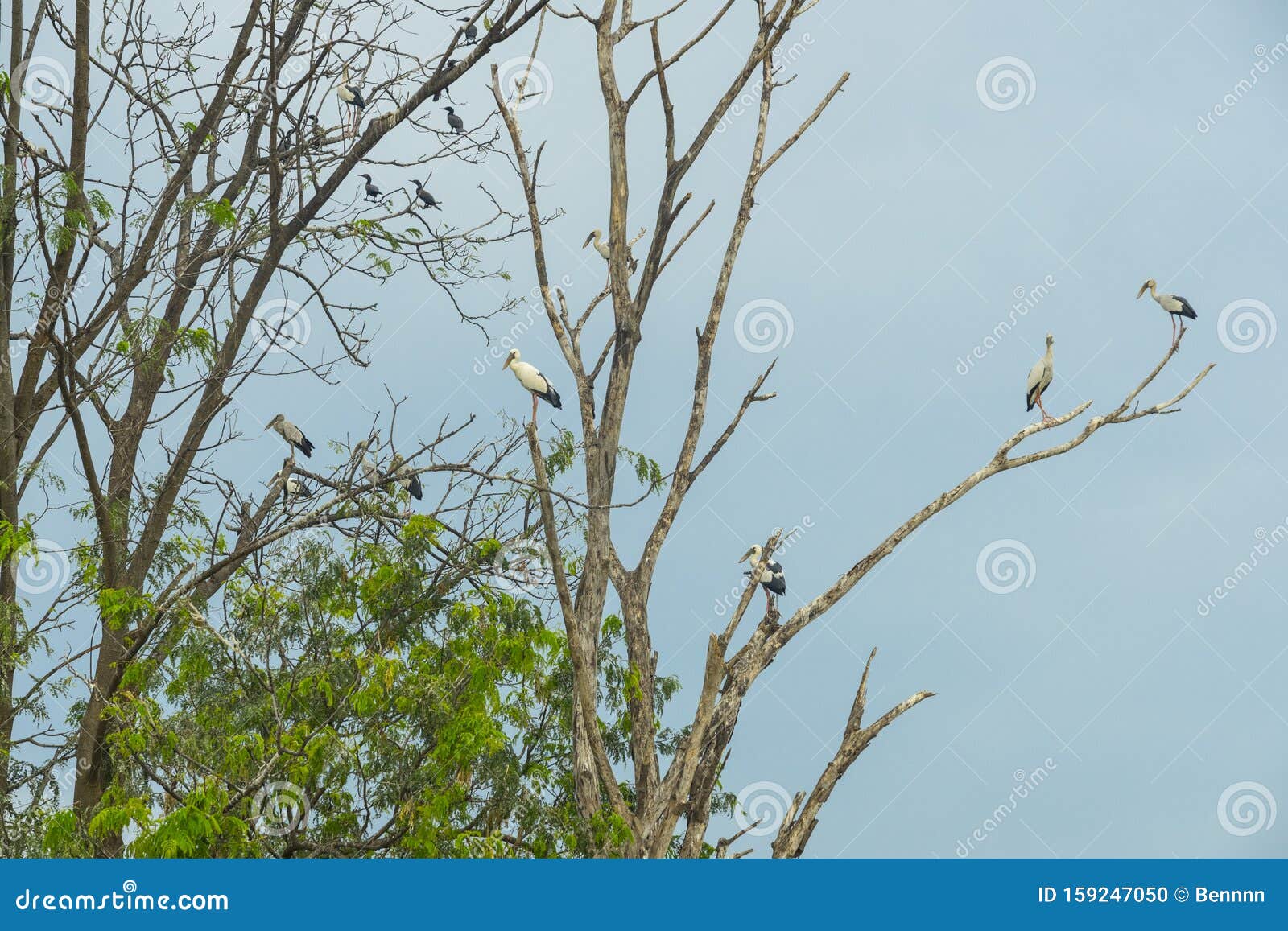 Group of Birds Nesting on Top of the Tree in Bueng Boraphet Lake in ...