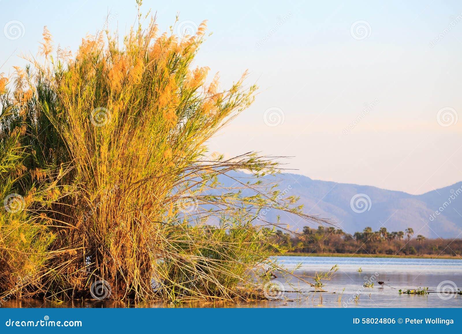 Group of Birds Sitting in the Reed at Sunset Stock Photo - Image of ...