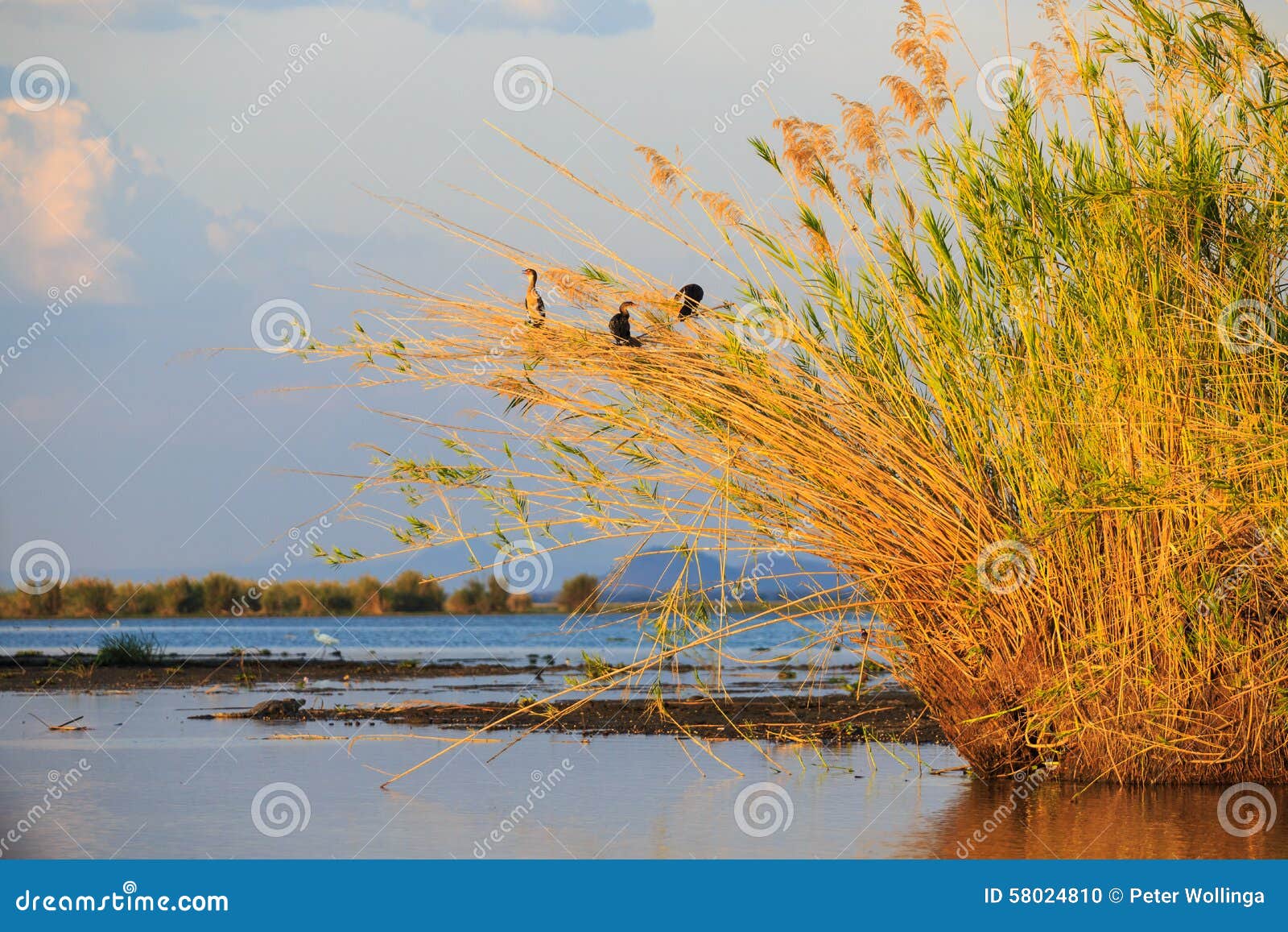 Group of Birds Sitting in the Reed at Sunset Stock Photo - Image of ...