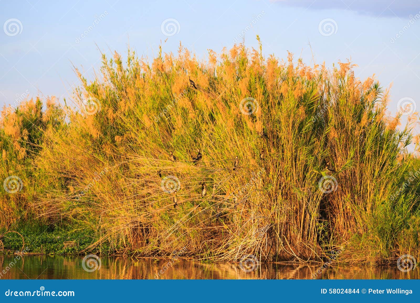 Group of Birds Sitting in the Reed at Sunset Stock Photo - Image of ...