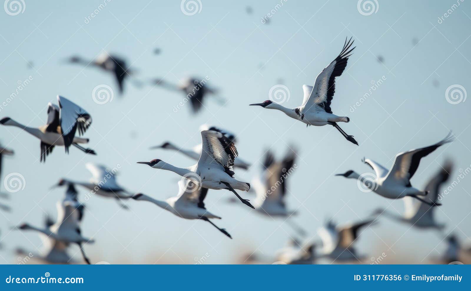 A Flock of Birds Flying through a Blue Sky Stock Illustration ...