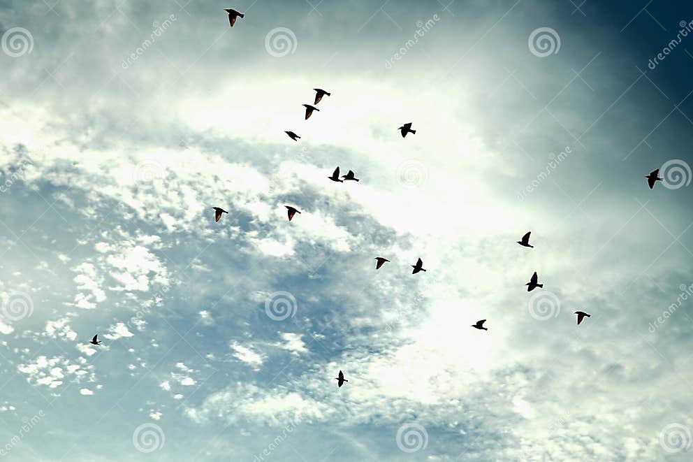 Group of Birds Soaring in the Sky Stock Image - Image of landscape ...