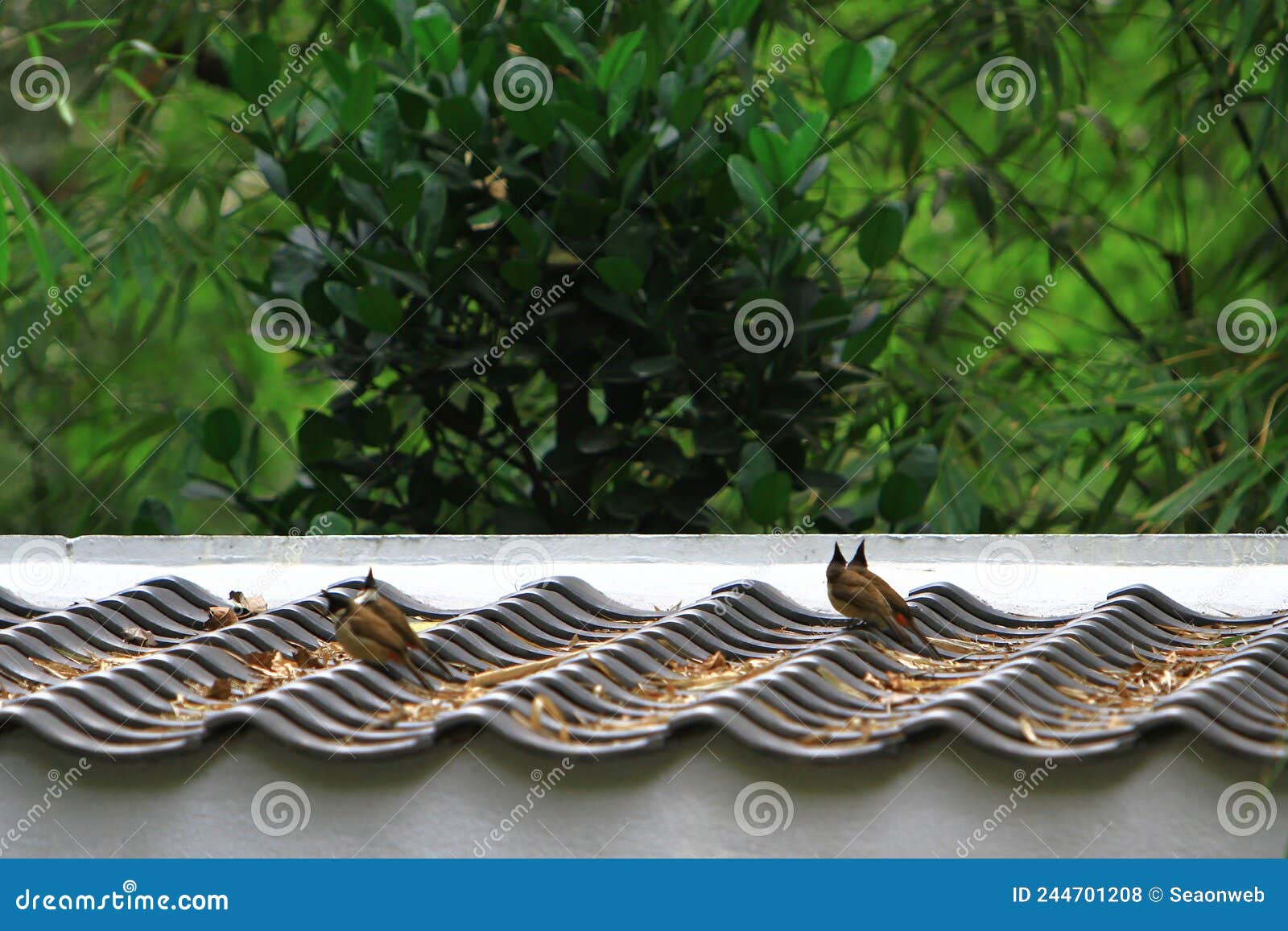 The Group of Birds are Taking Rest on Roof Stock Photo - Image of ...