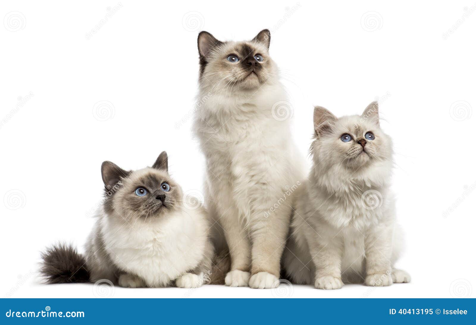 Two Cats Are Sitting In The Booth Royalty-Free Stock Photography ...