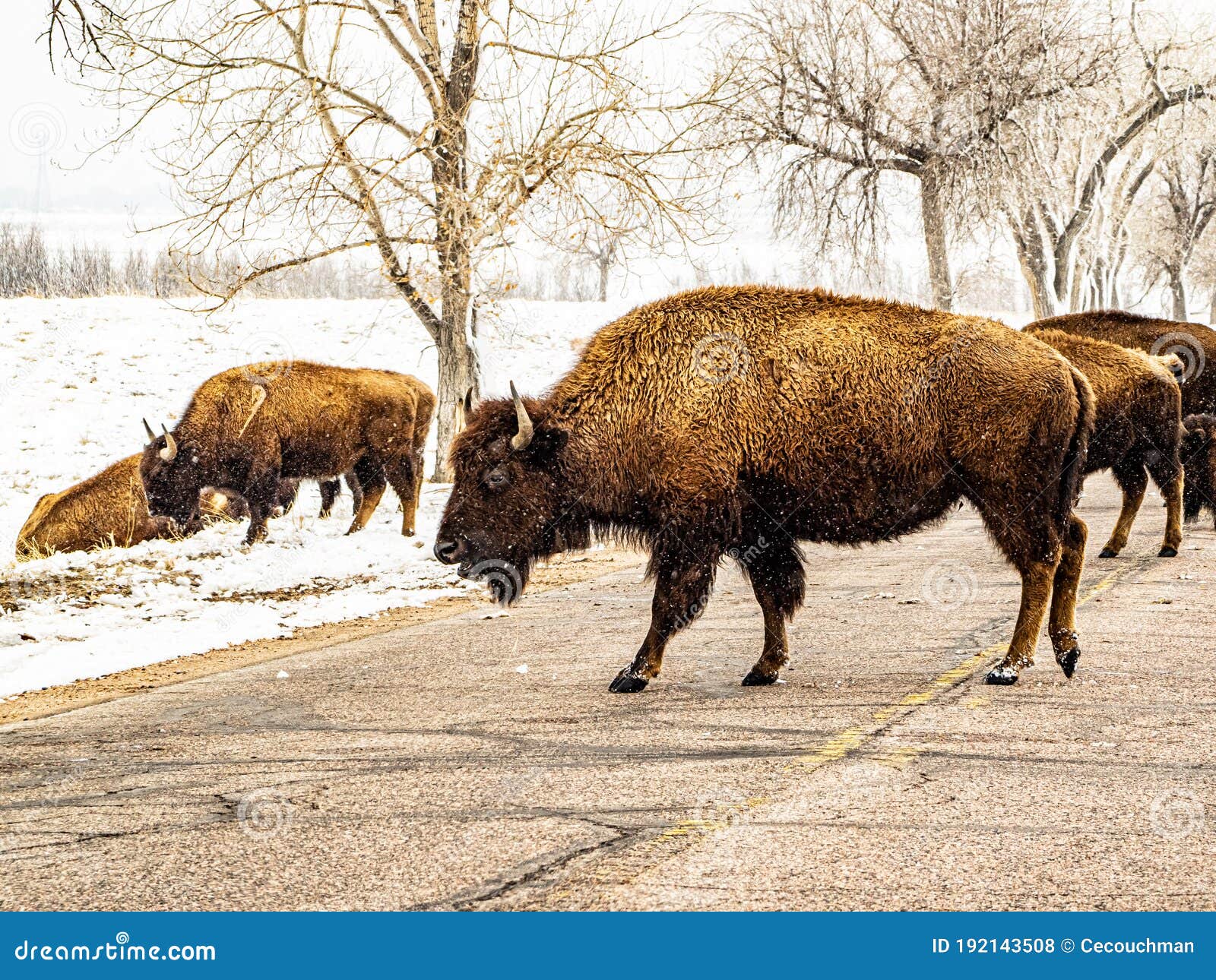 Bison Crossing River, Yellowstone National Park Royalty-Free Stock ...